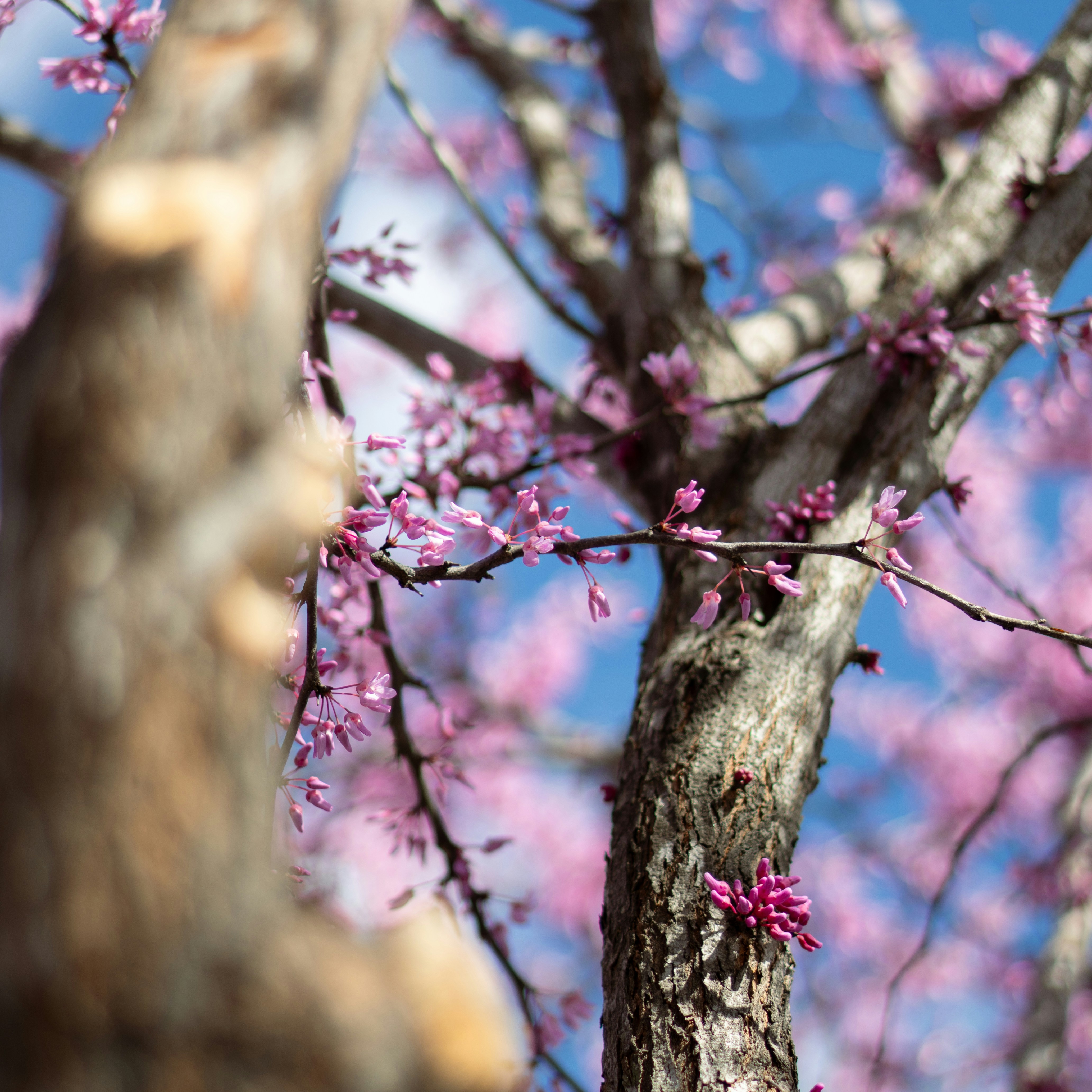 Blossoms in Focus: A Gnarled Cherry Branch Reaches Toward Spring