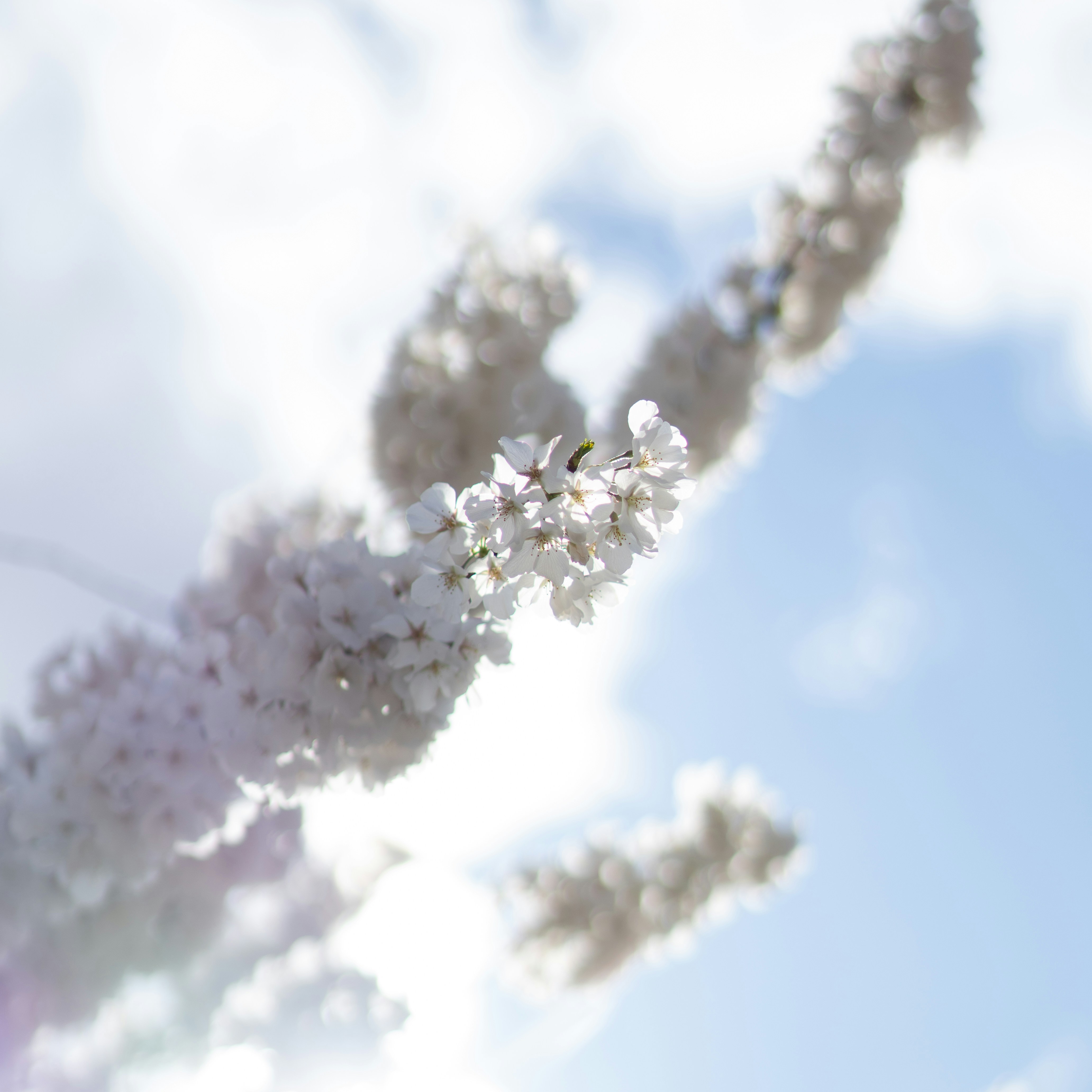  blossoms toward the sky: a sunlit bloom in soft focus