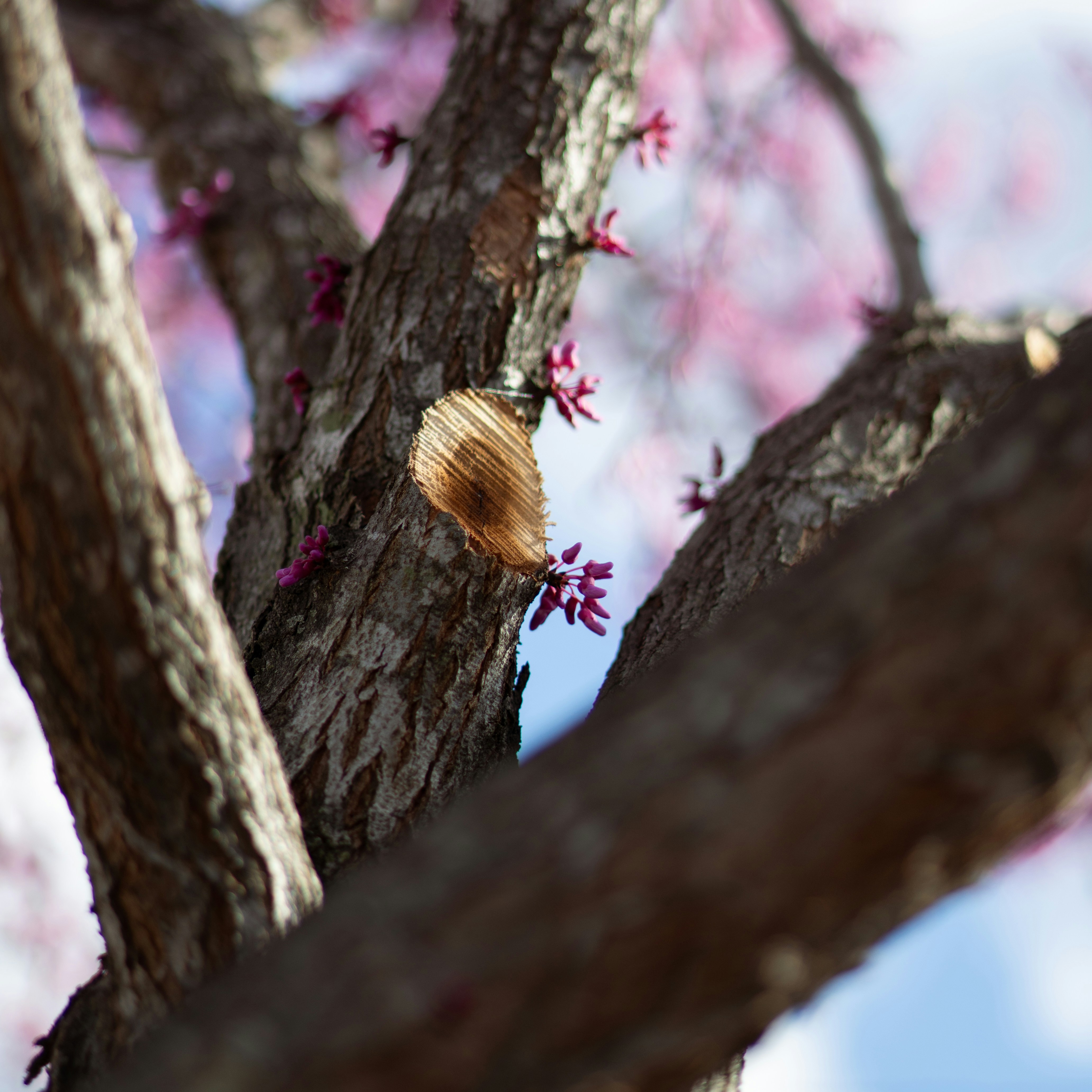 Blossom Knot: A Bough Framed by Spring Bloom
