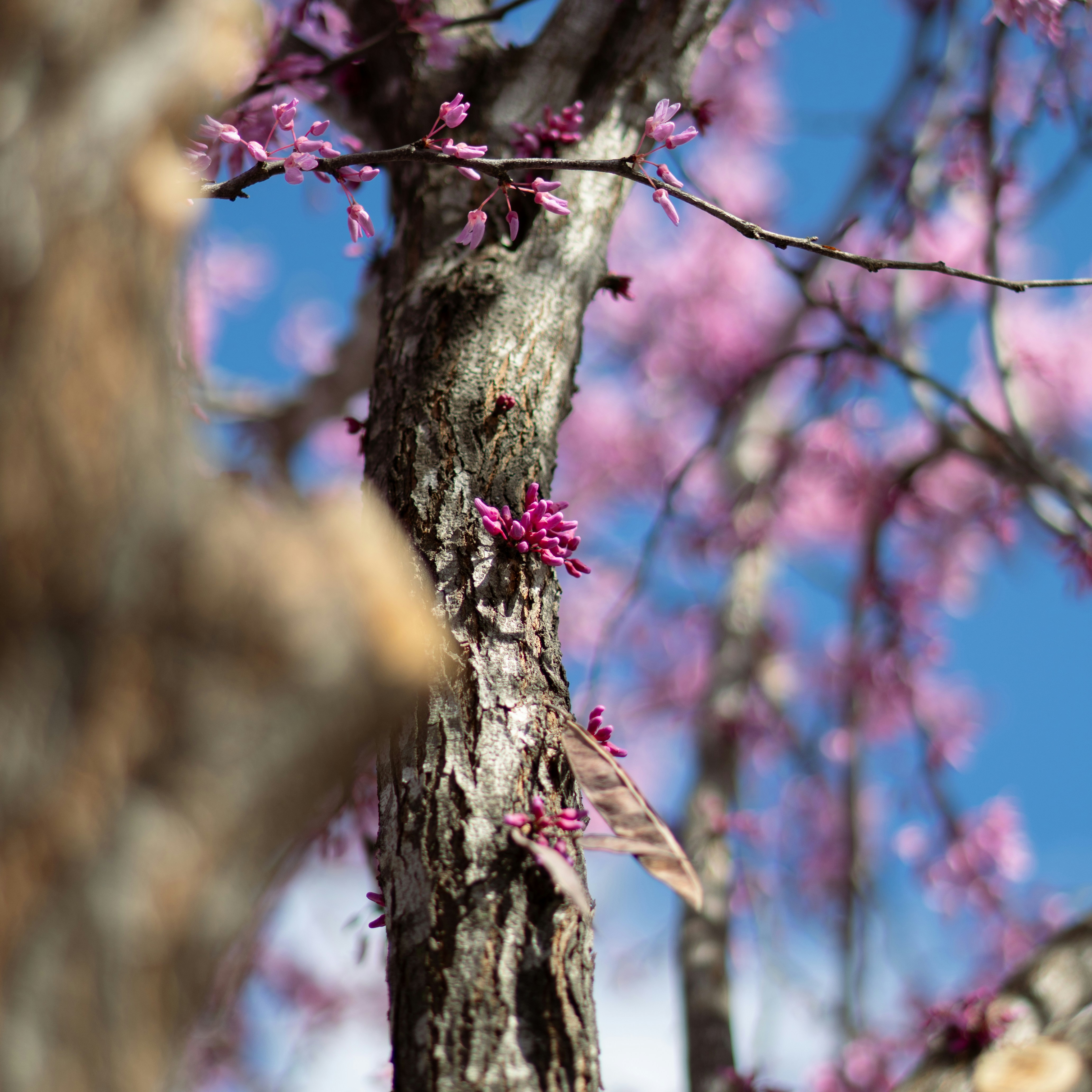 Pink blossom trunk framed by blue sky and blurred foreground