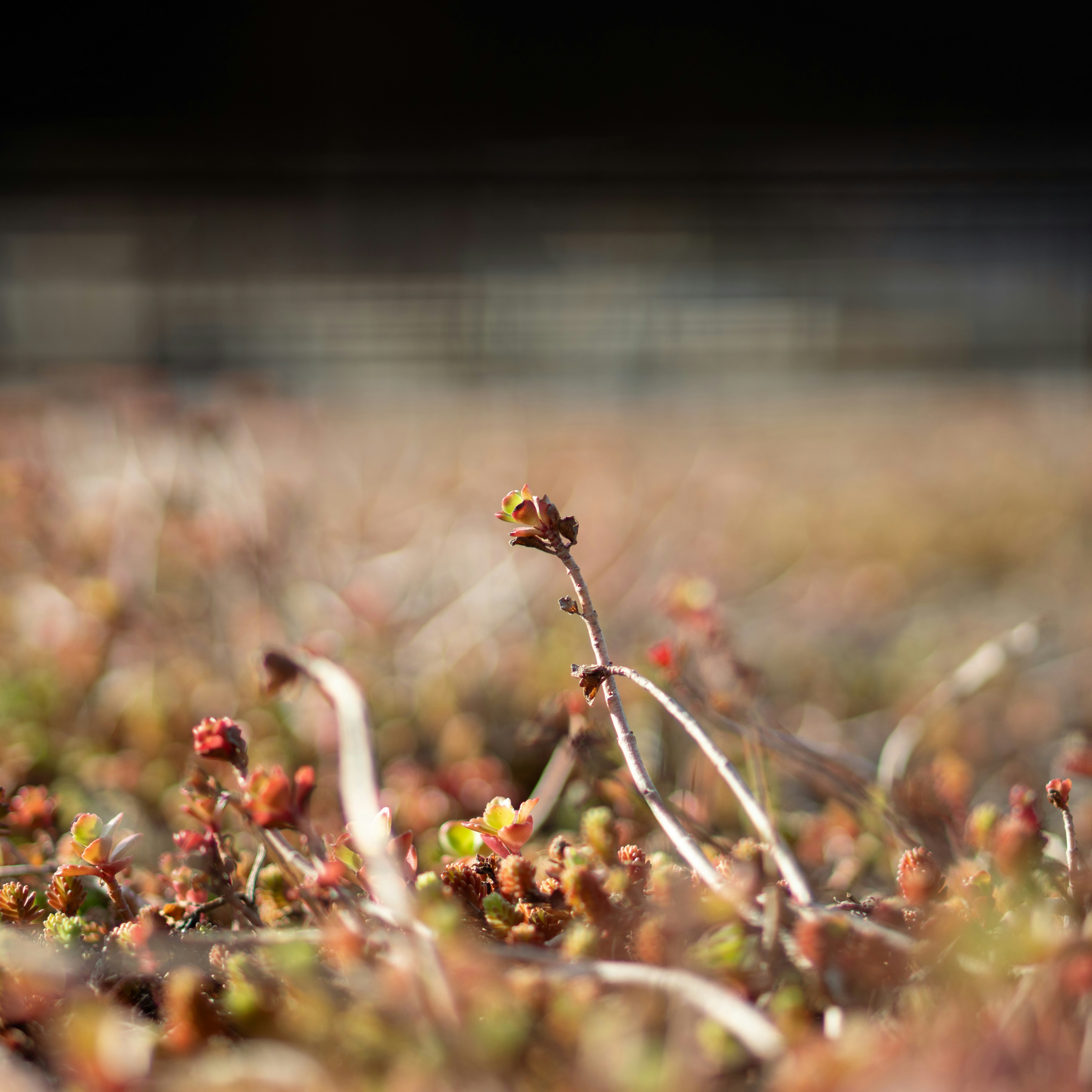 Tiny Blossom Crowned by Morning Light in a Field of Quiet Shrubs