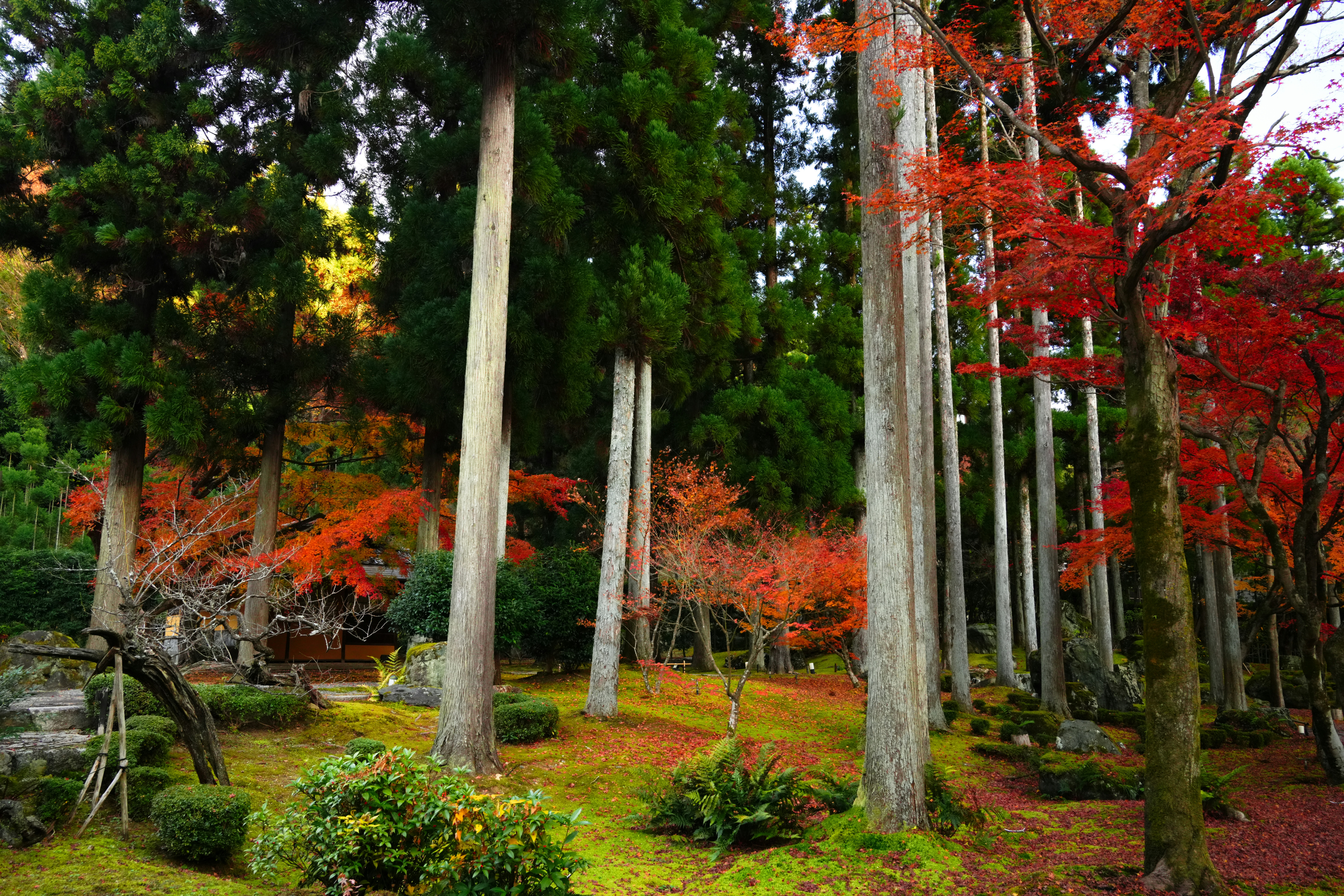 Autumn Pines and Crimson Leaves in a Tranquil Japanese Garden