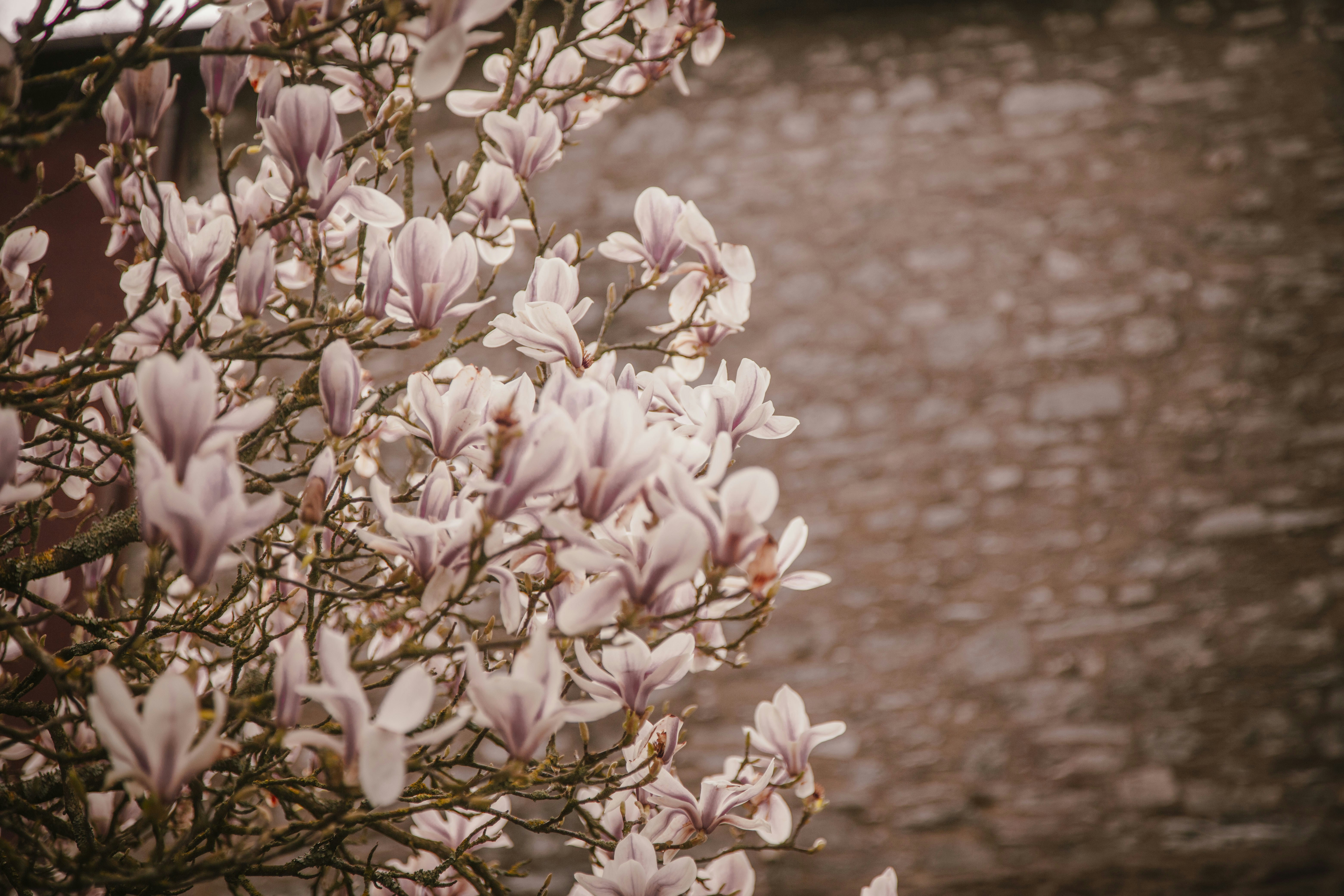 Early Bloom in Soft Sepia: Magnolia Cluster by the Path
