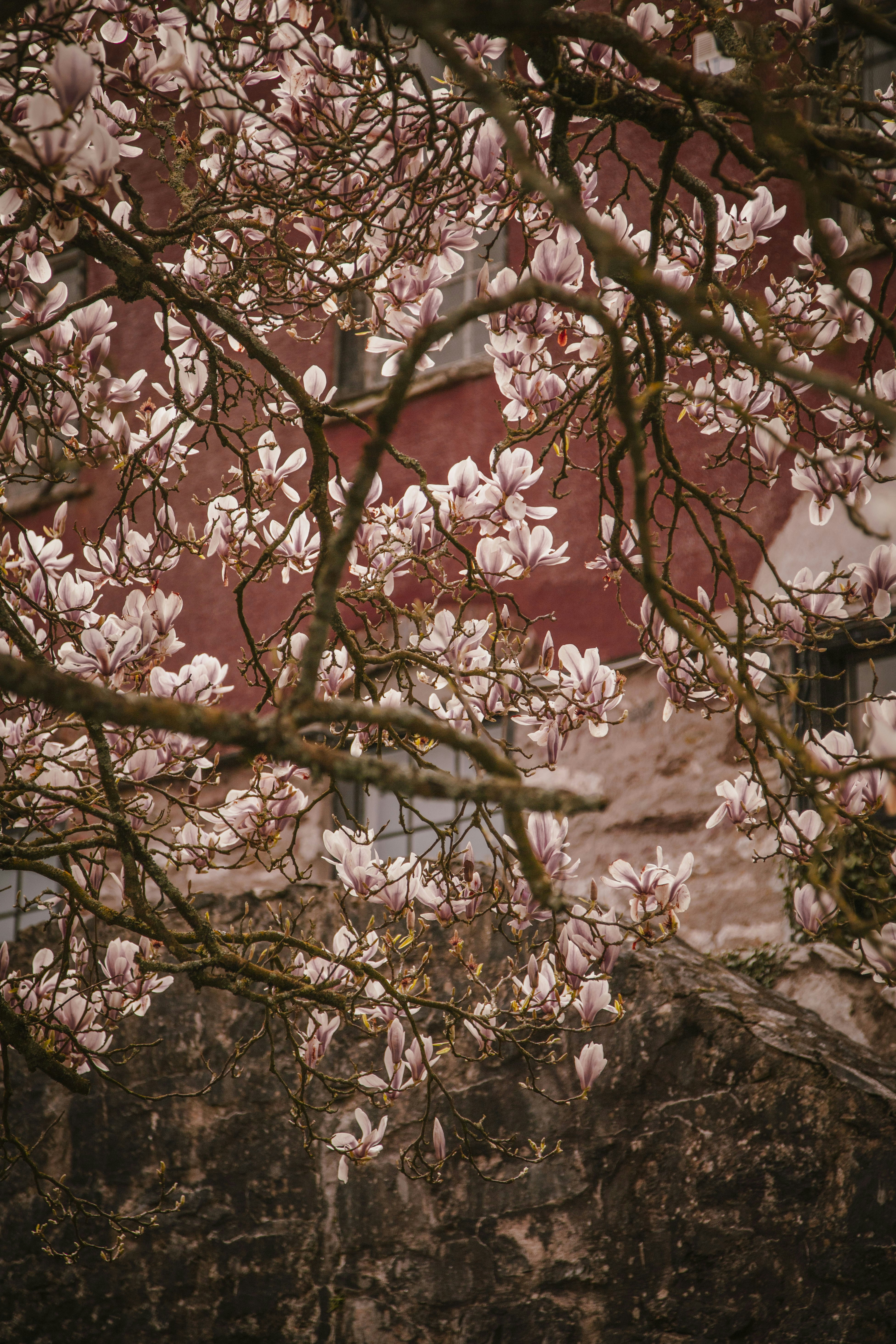 Blossoms Veiling an Ancient Wall