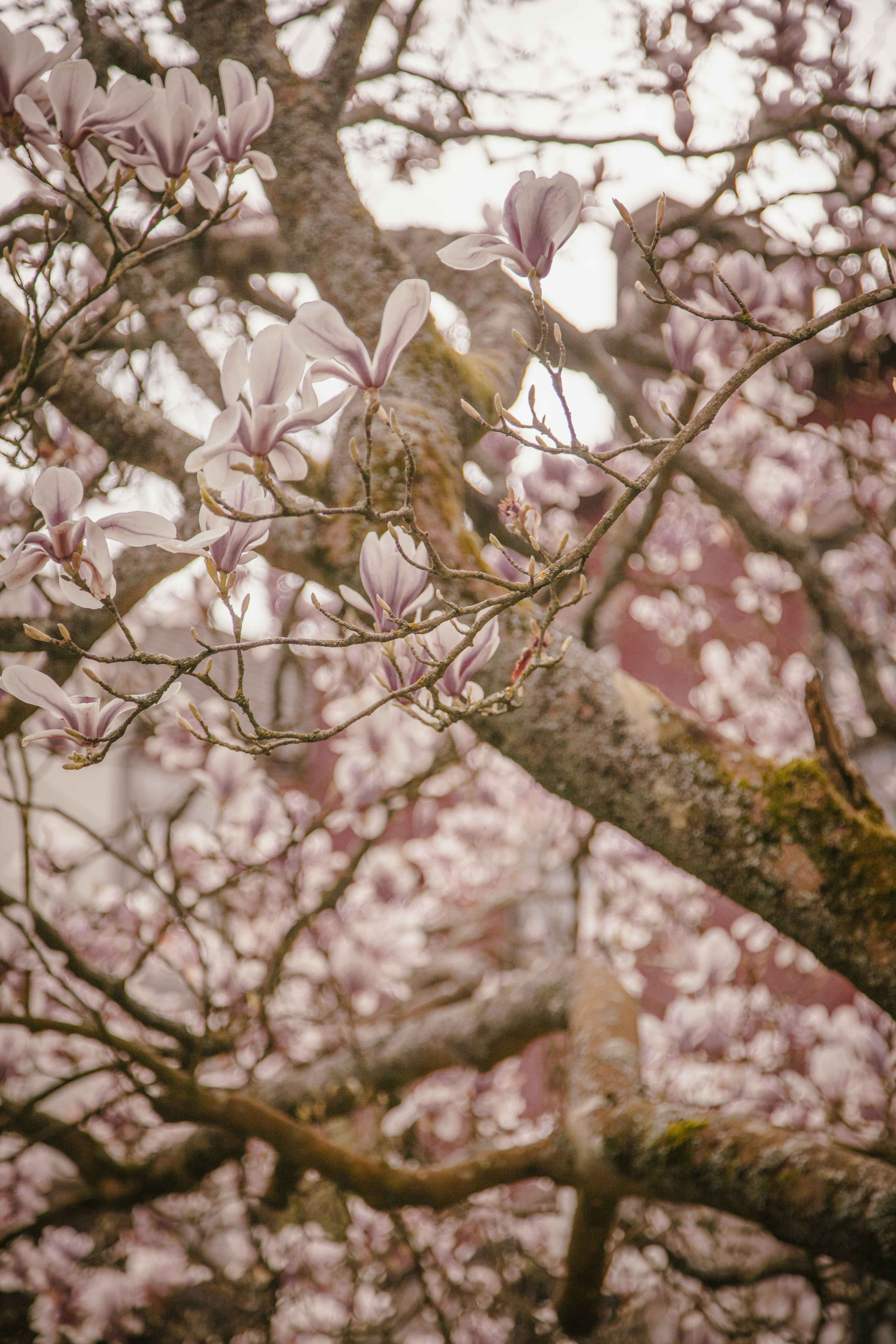 Blossoms in Soft Focus: A Pink Whisper Across Twisted Branches
