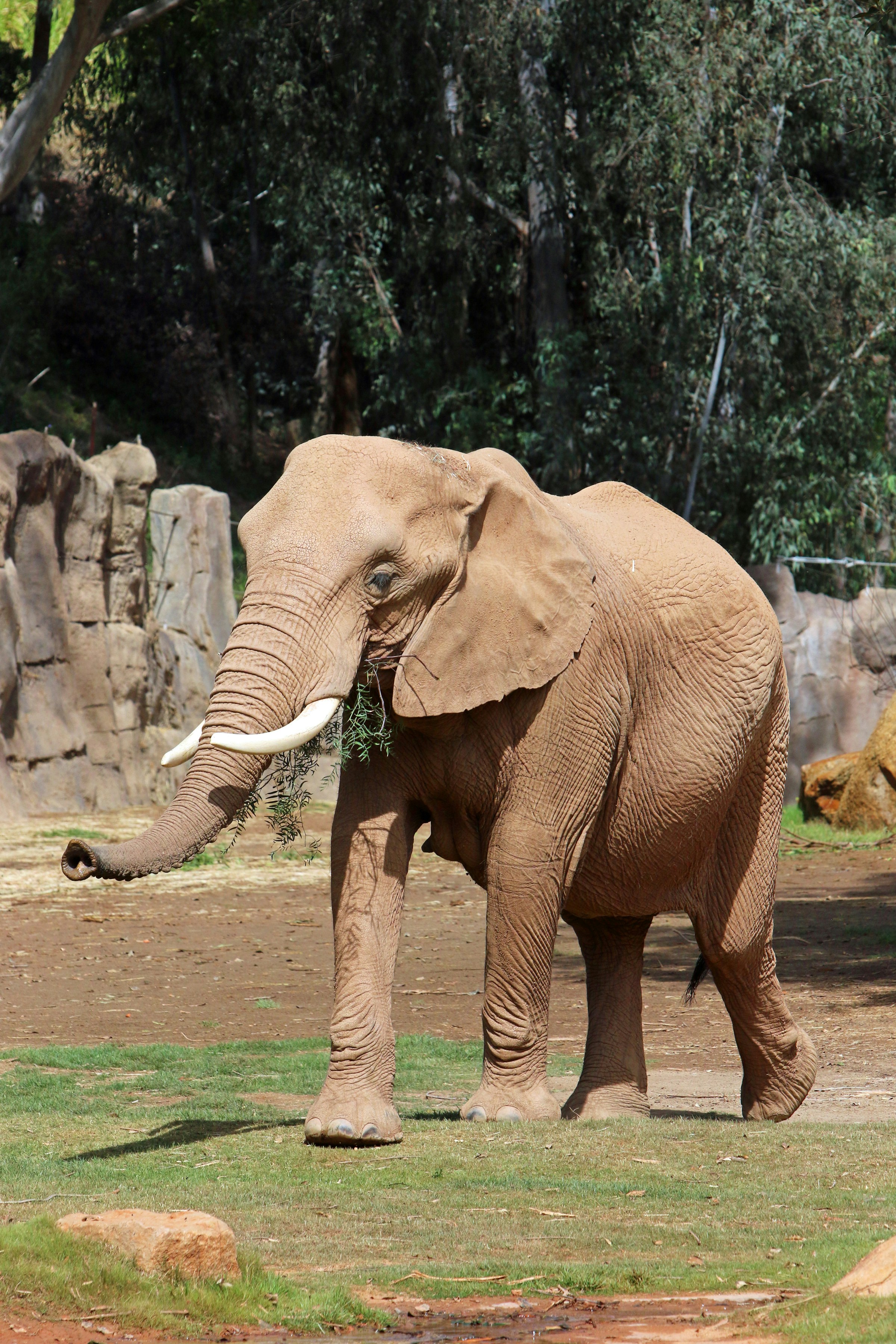 Gentle Giant: An Elephant Graces the Enclosure in Afternoon Light