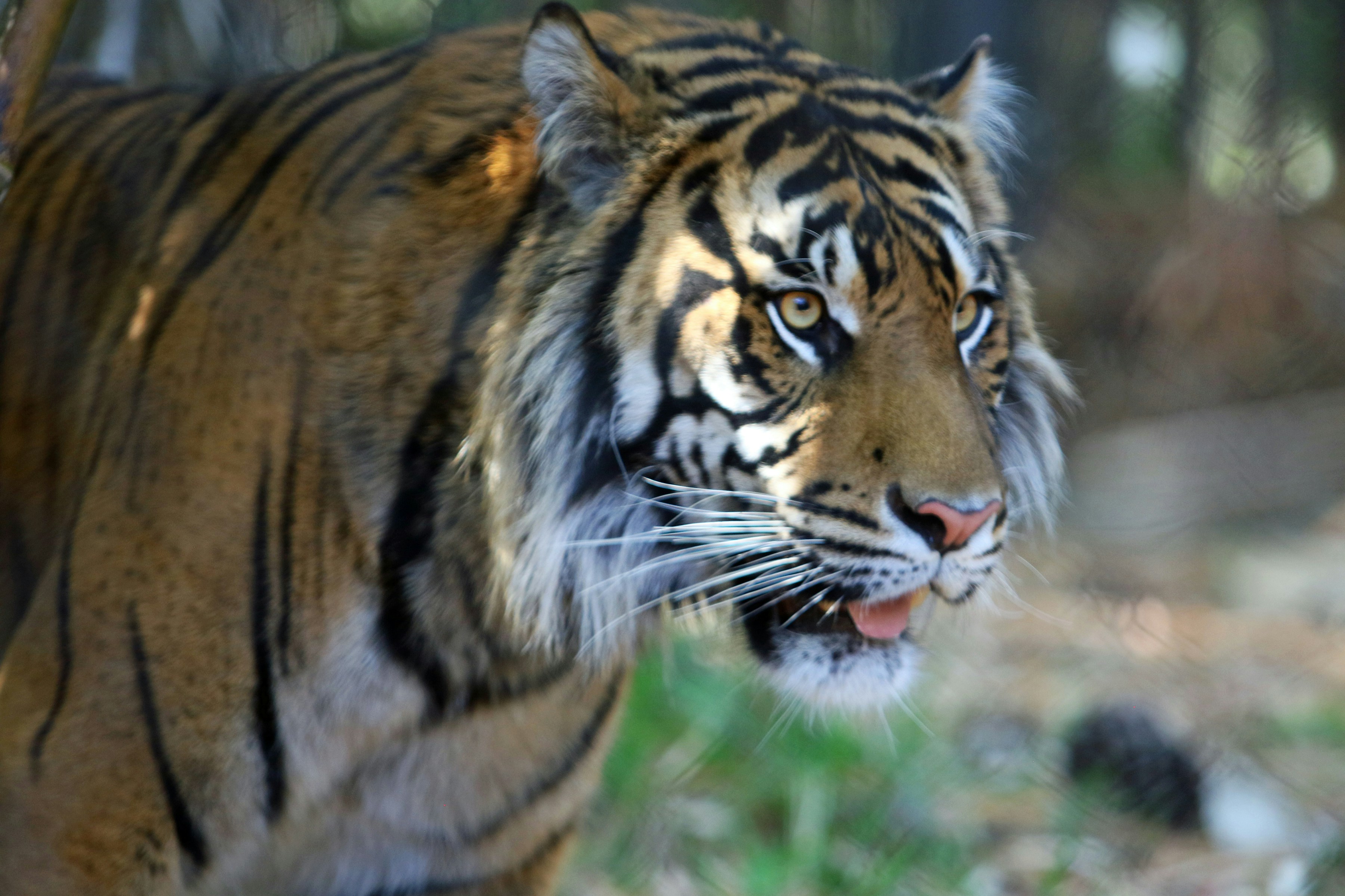 Tiger at the Edge: Gaze and Whiskers in Focus