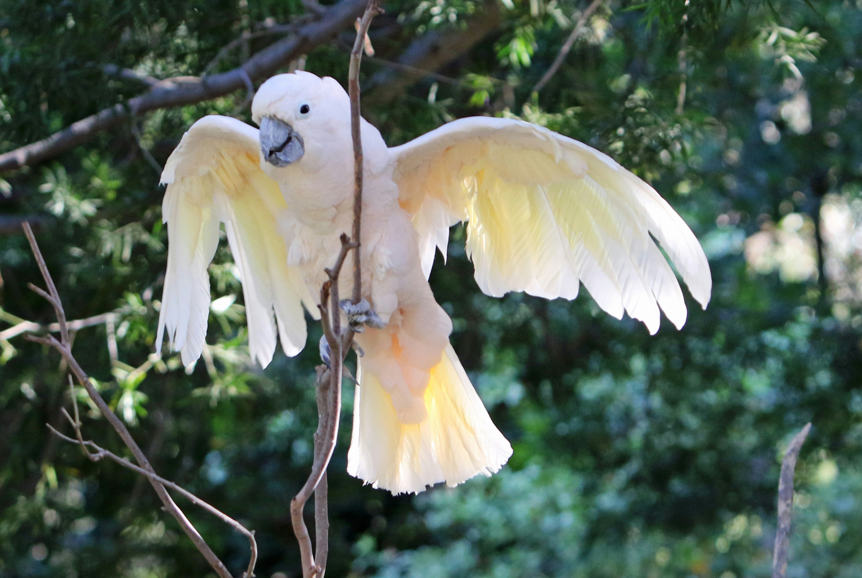 Sunlit White Cockatoo in a Verdant Canopy