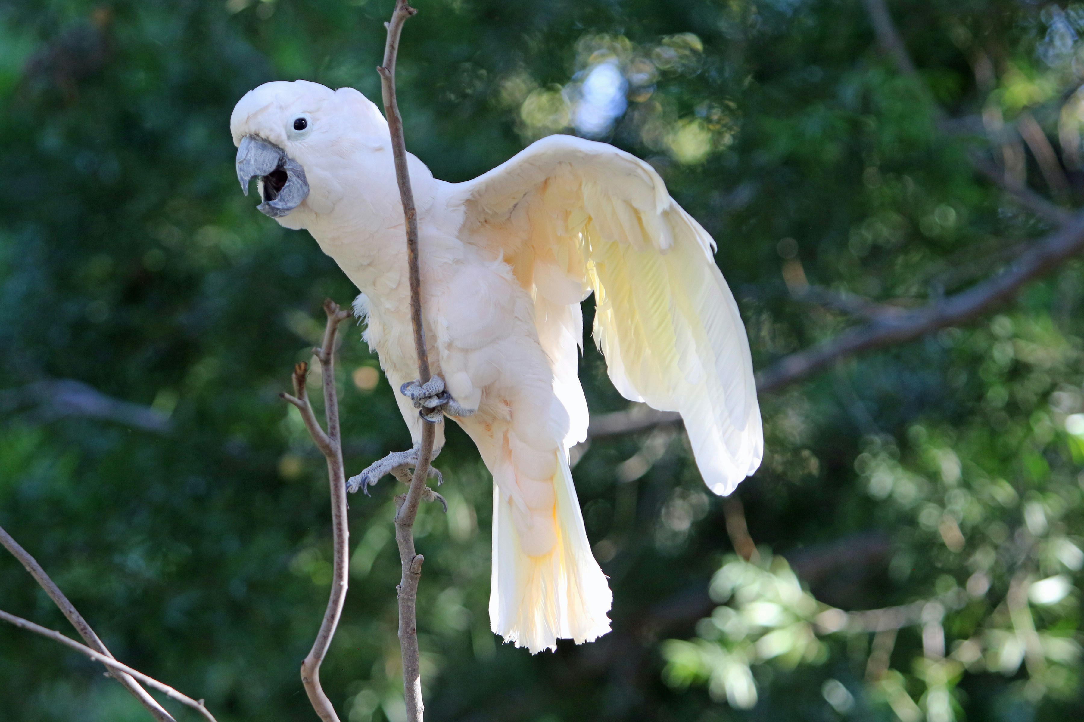 White Cockatoo in Mid-Flight with Outstretched Wing in Green Canopy
