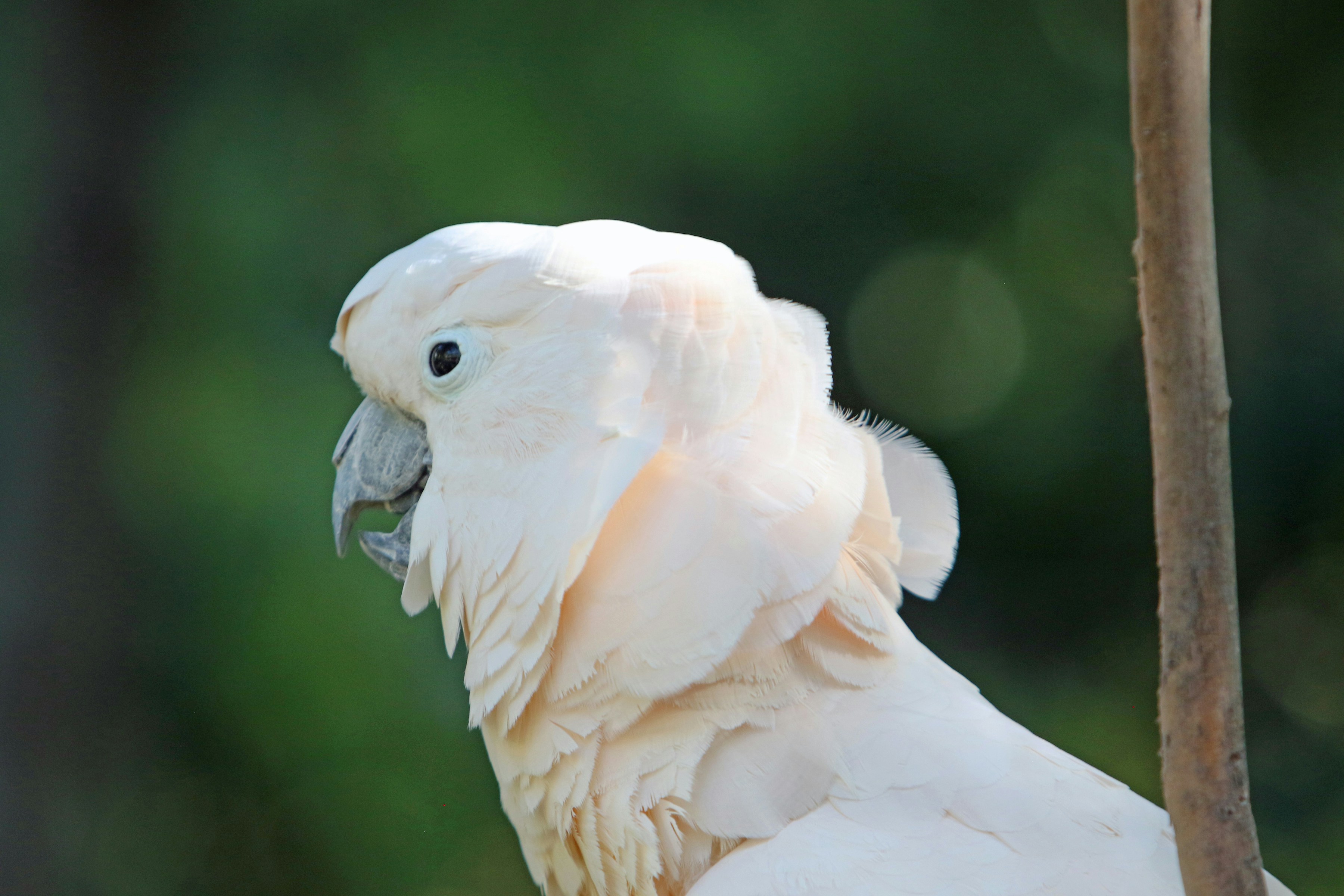 Portrait of a Cream-Feathered Parrot in Soft Afternoon Light
