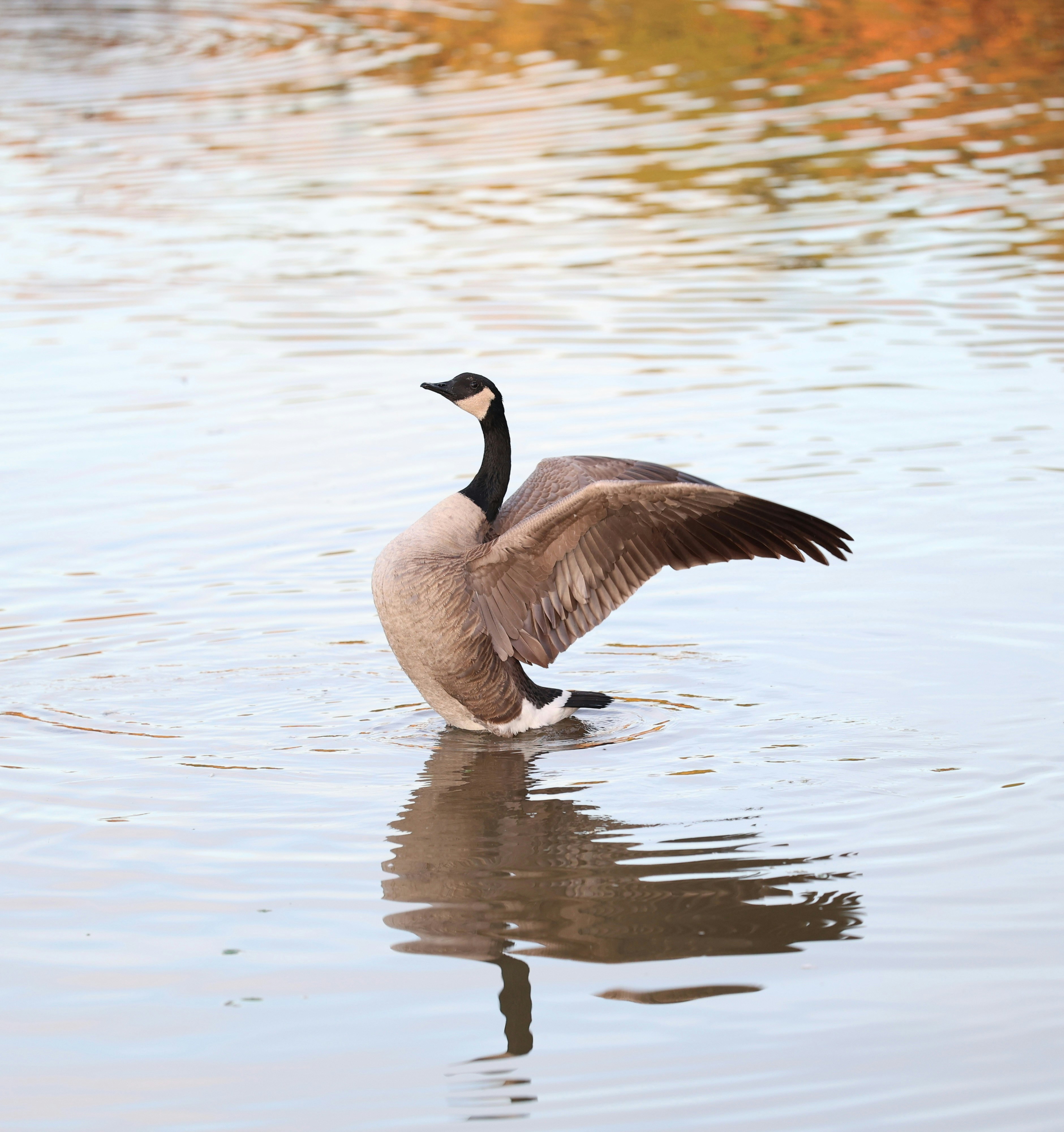 Graceful Goose Mirror: A Moment of Quiet on the Water