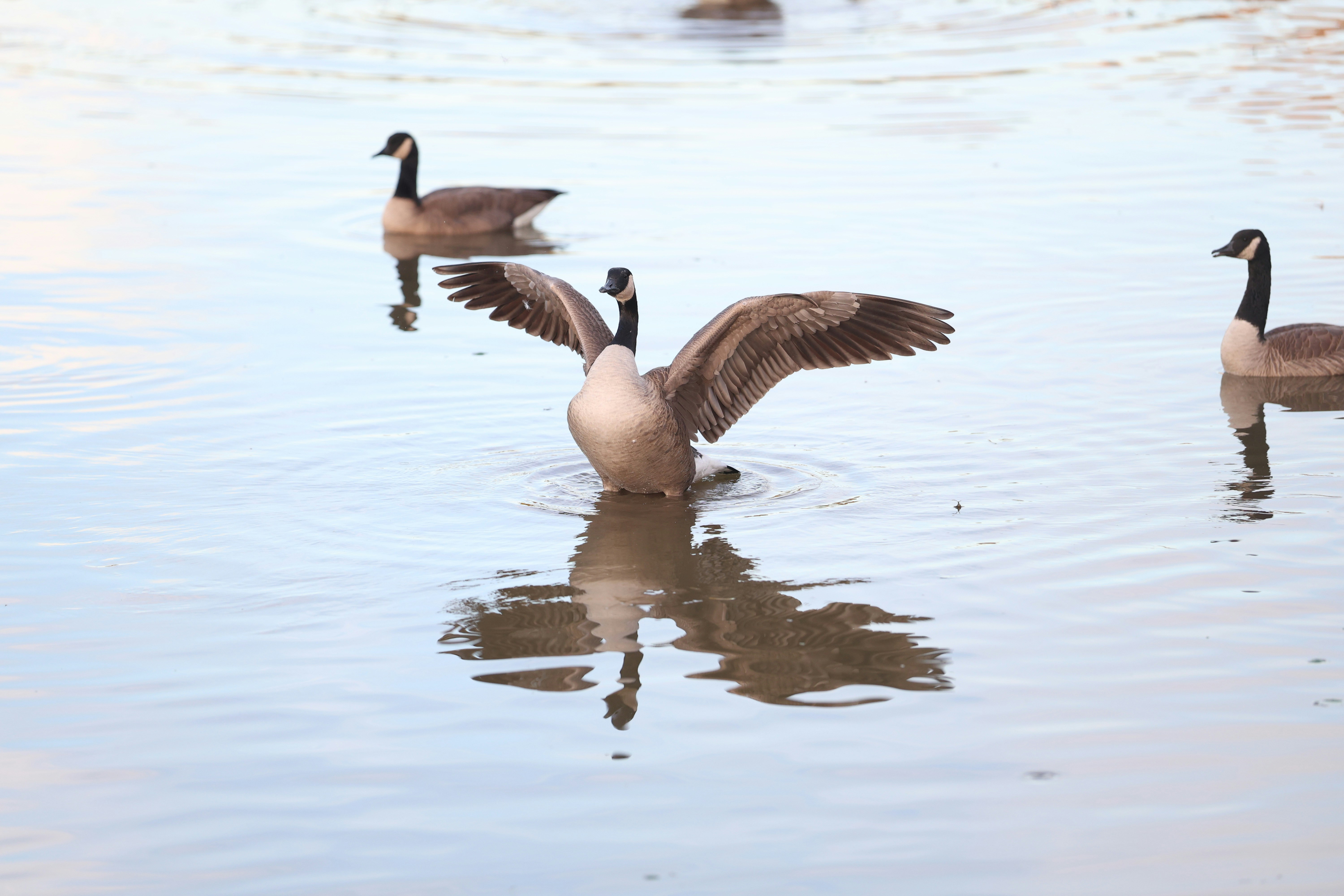 Winged Pause: A Canada Goose Moment at Dawn on Quiet Water