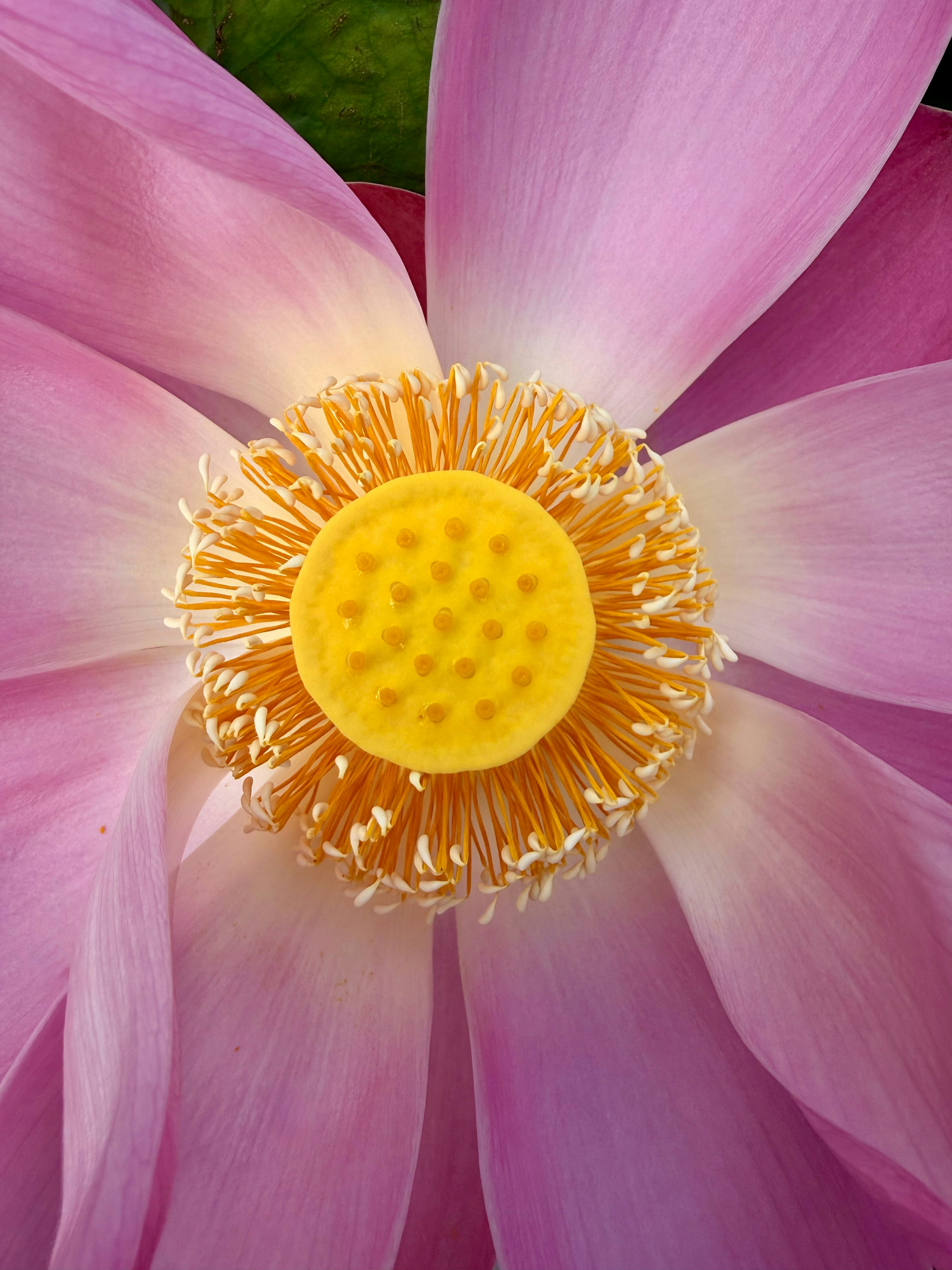 Rose-Seeded Sunrise: Close-Up of a Pink Lotus Bloom