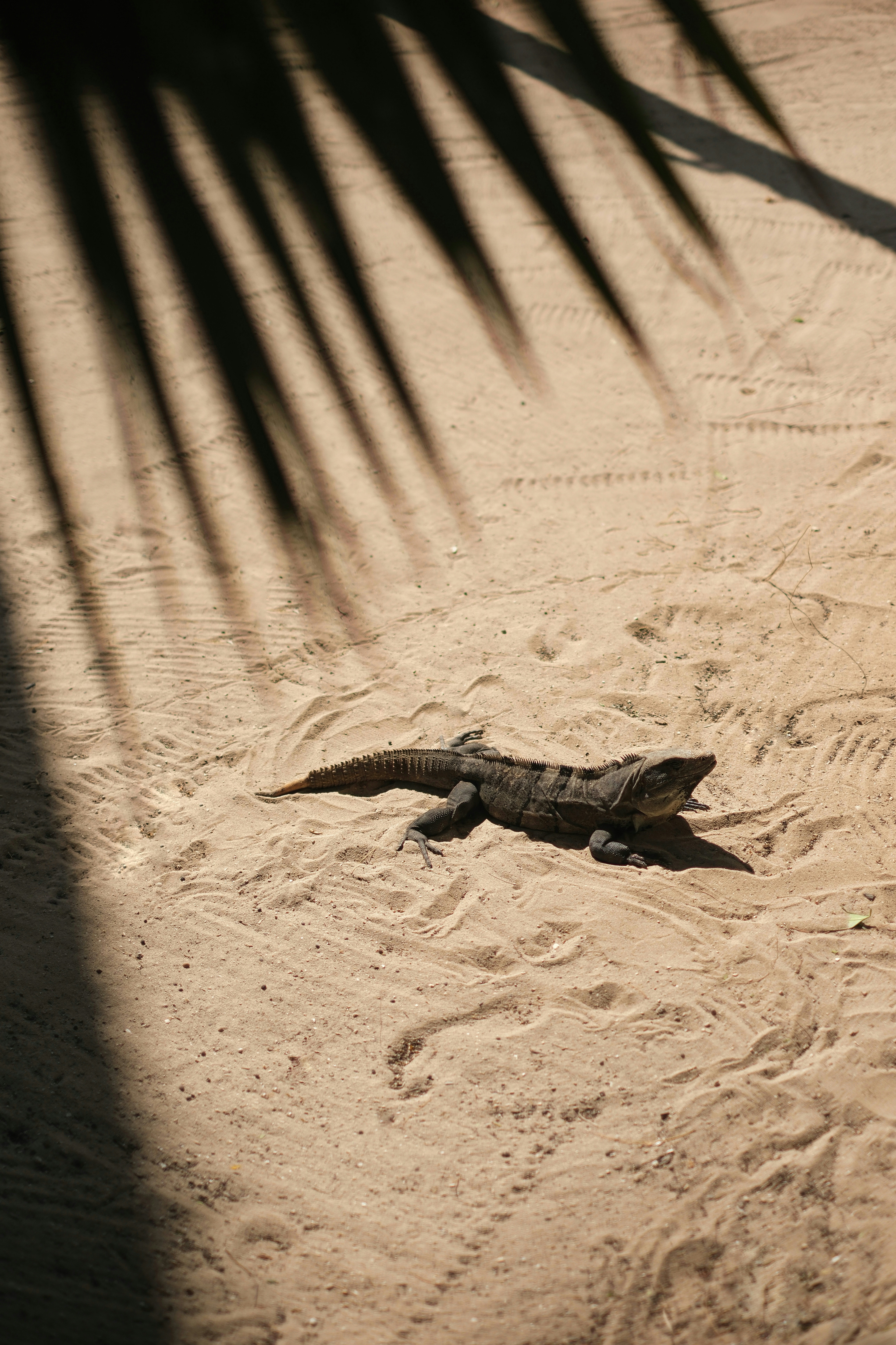 Desert Sand Hunter: a Nile monitor crouched under shade