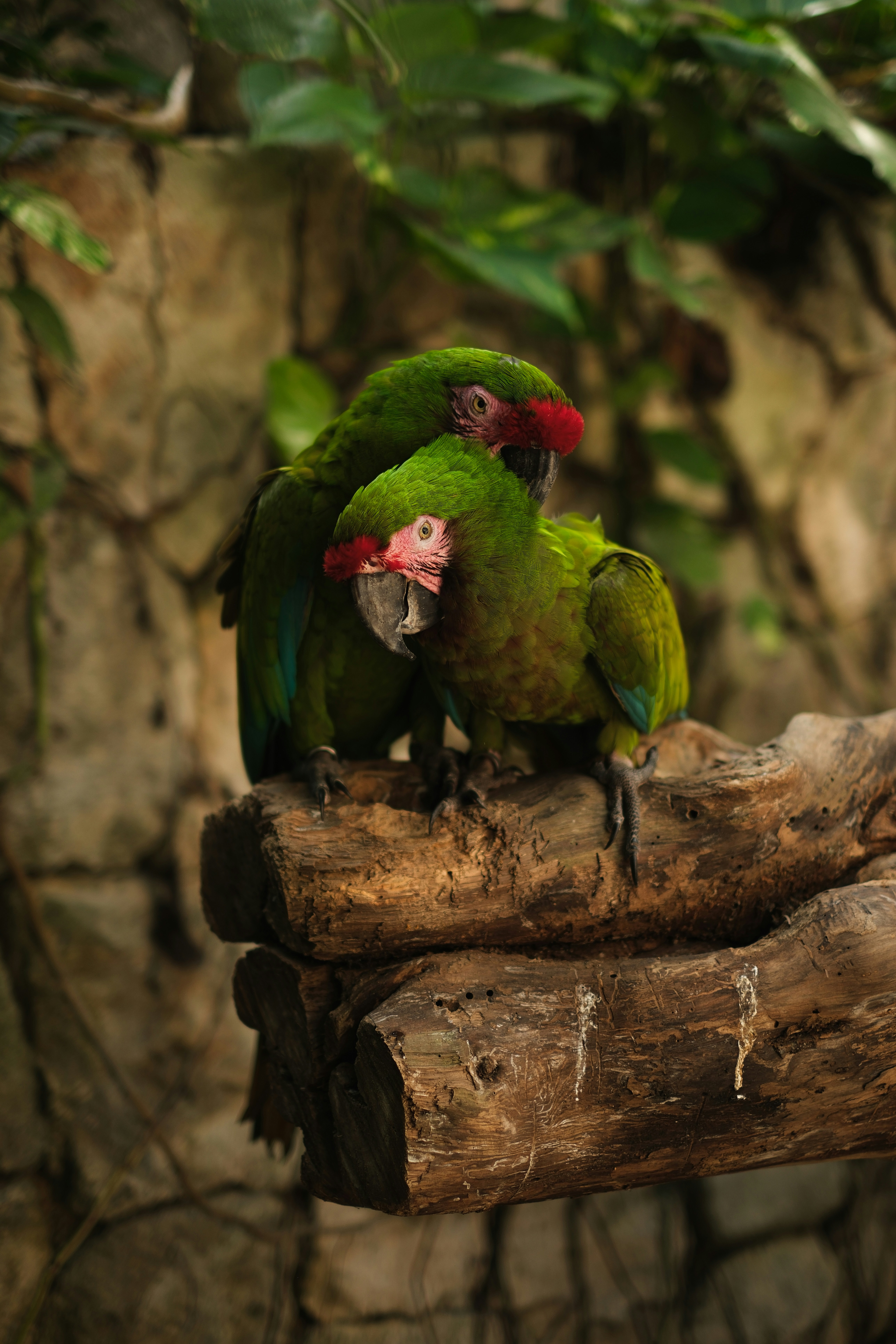 Two Green Parrots Nestled on Weathered Logs