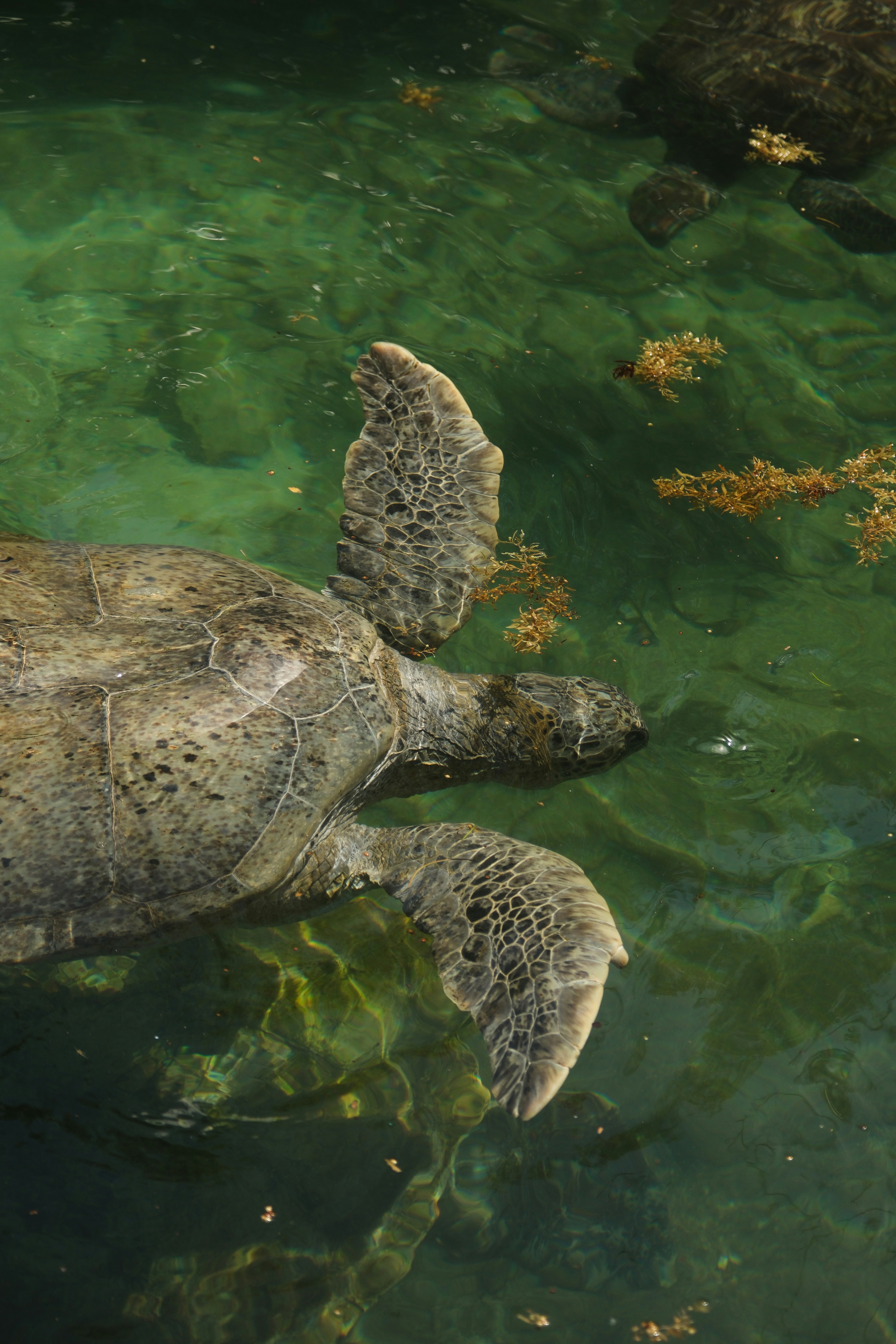 Green Sea Turtle gliding through sun-dappled reef waters