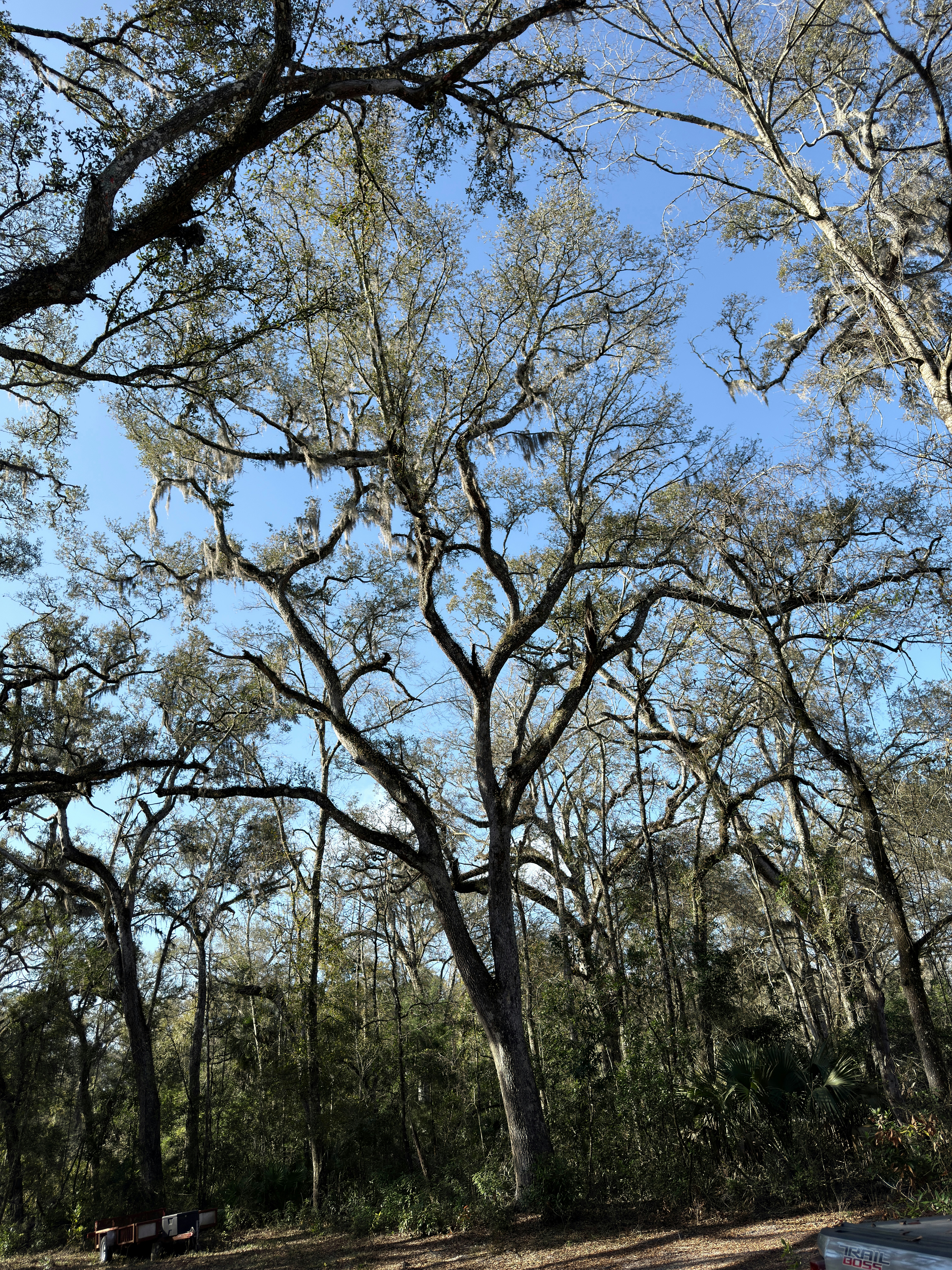 Sunlit Arboreal Canopy Reaching Toward a Bright Sky