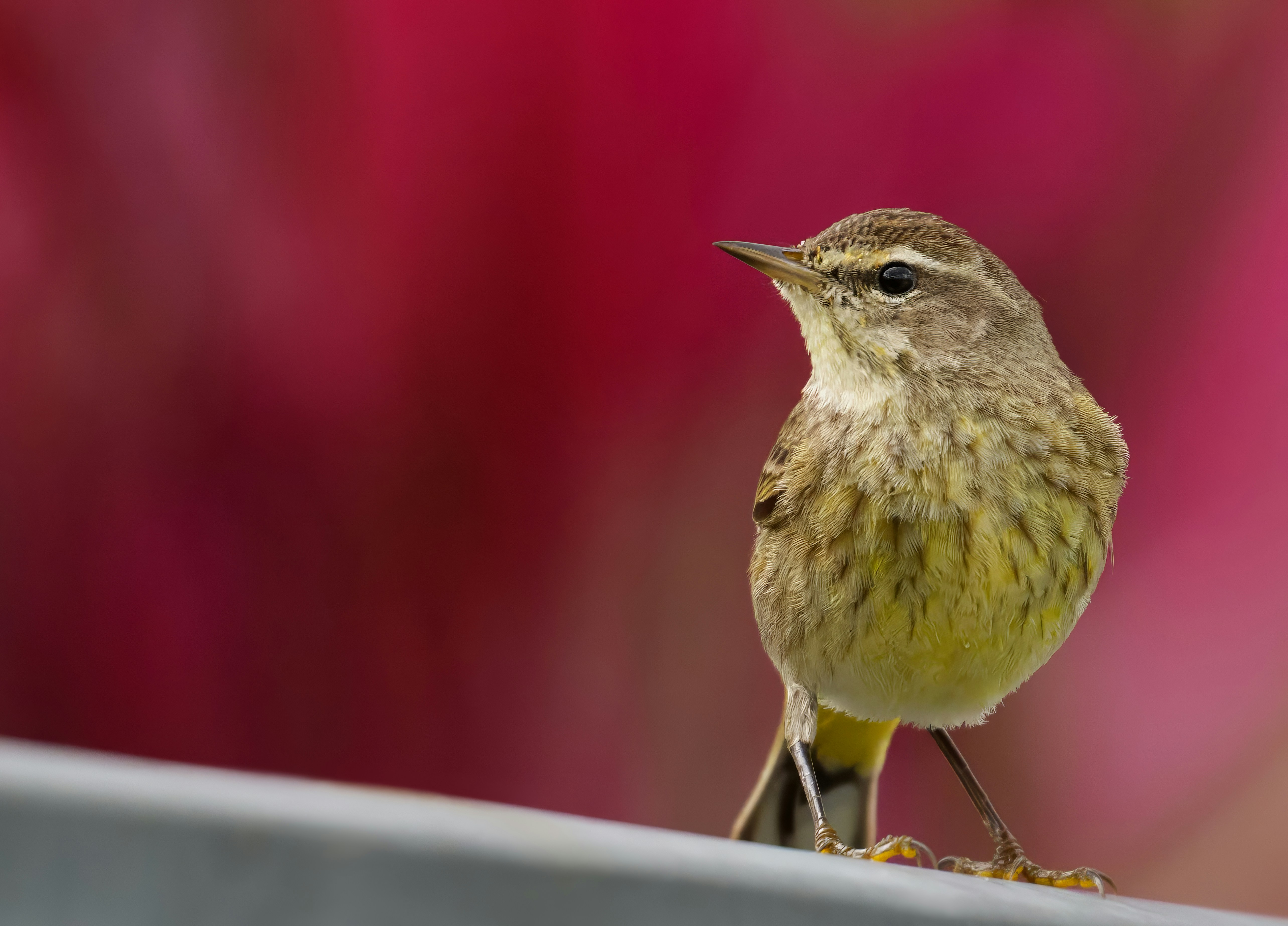 Yellow-breasted Warbler Perched on a Hawker Bench