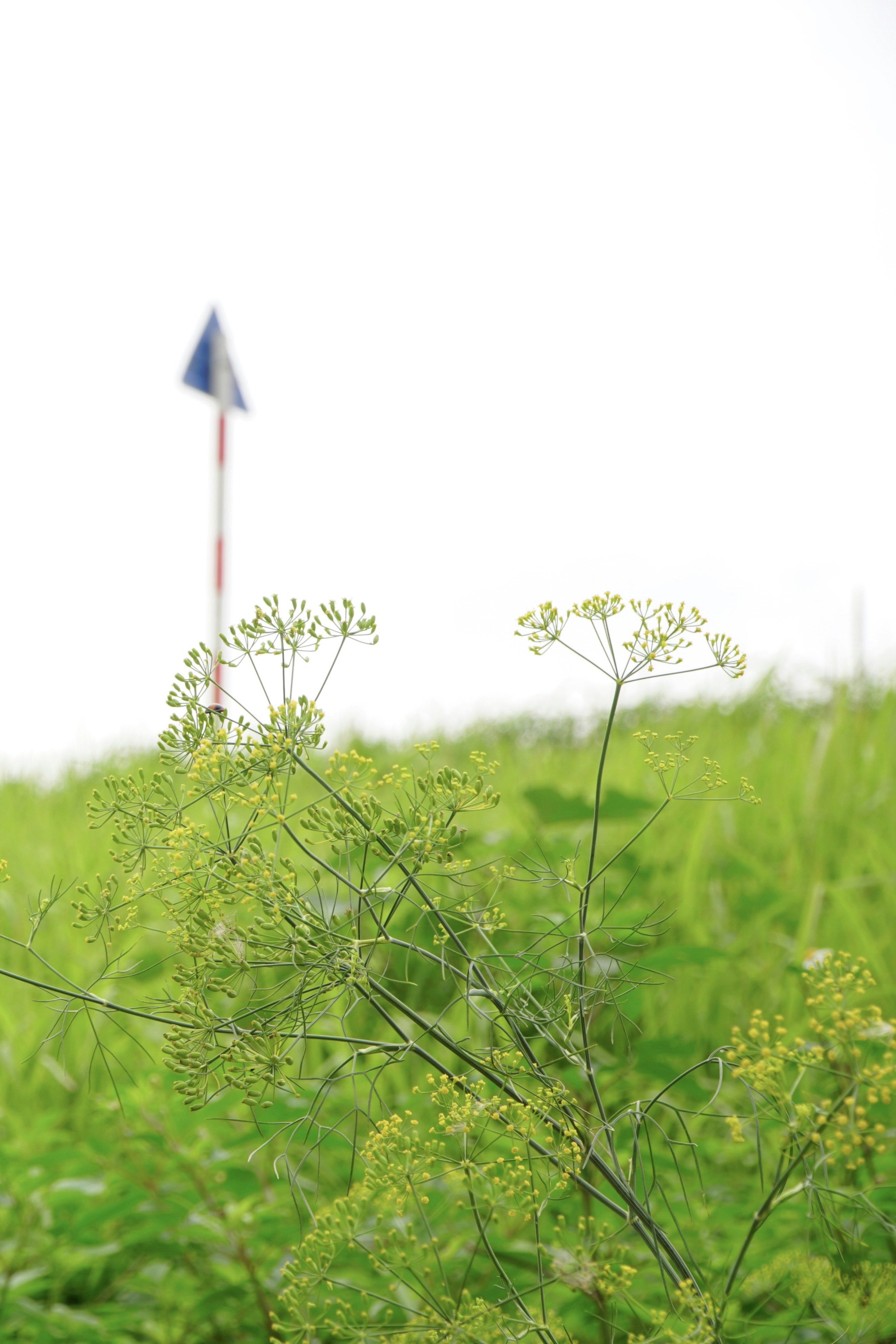 Quiet Meadow: Dill-like Plants Meet a Distant Marker