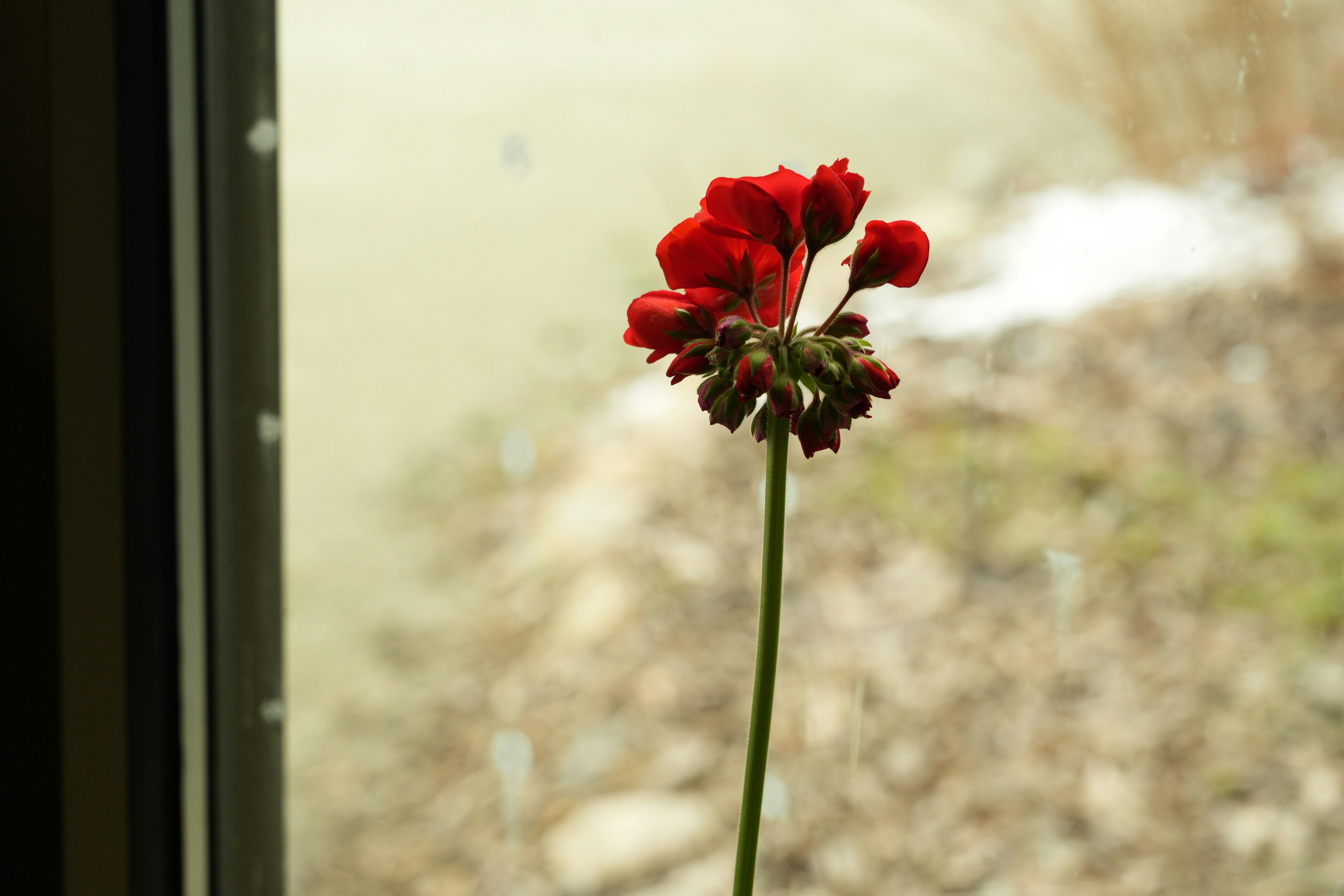 Single Red Geranium Reaching Toward Window Light
