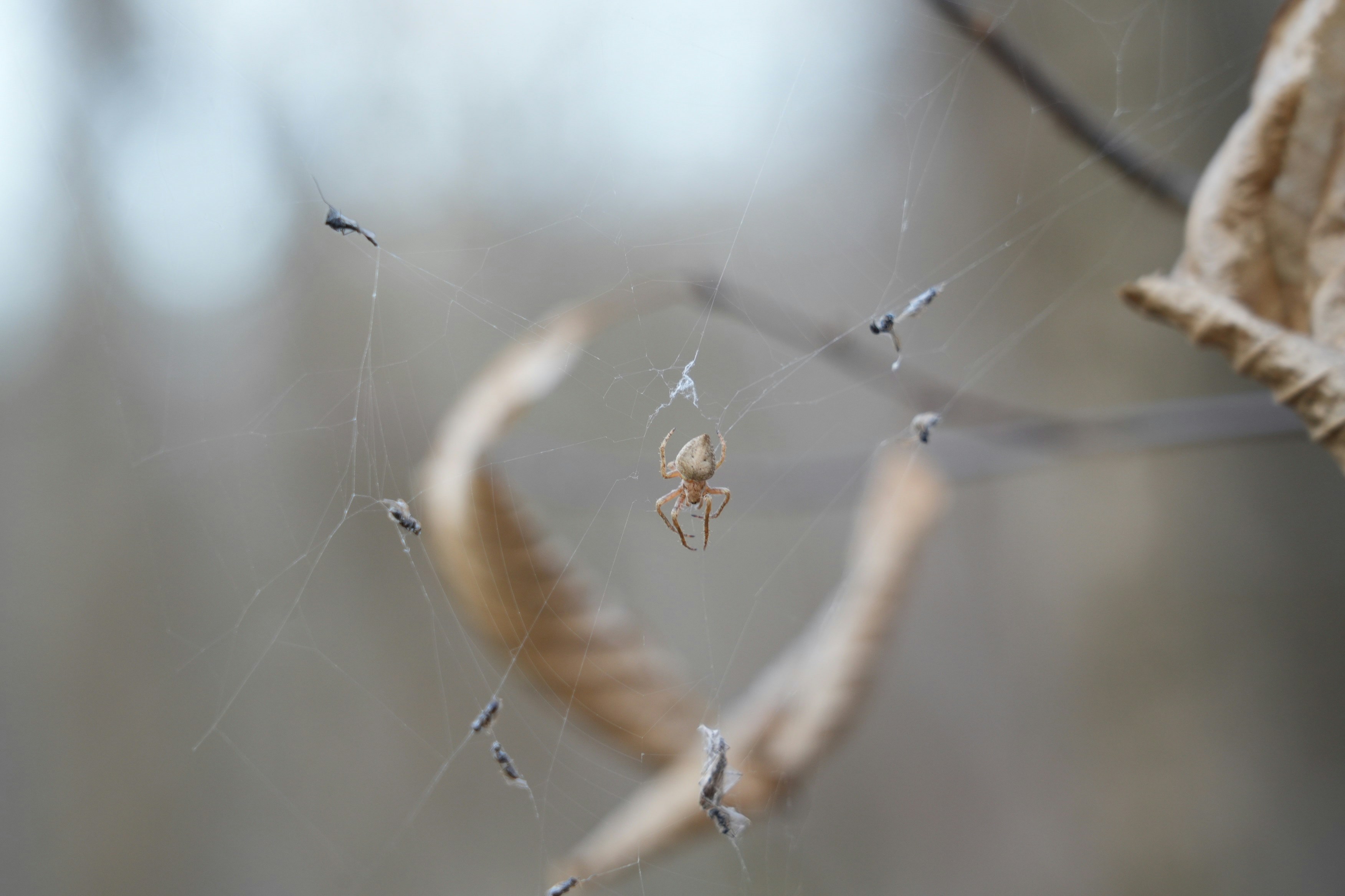 Centered Spider in Silk Weave Among Withered Tendrils