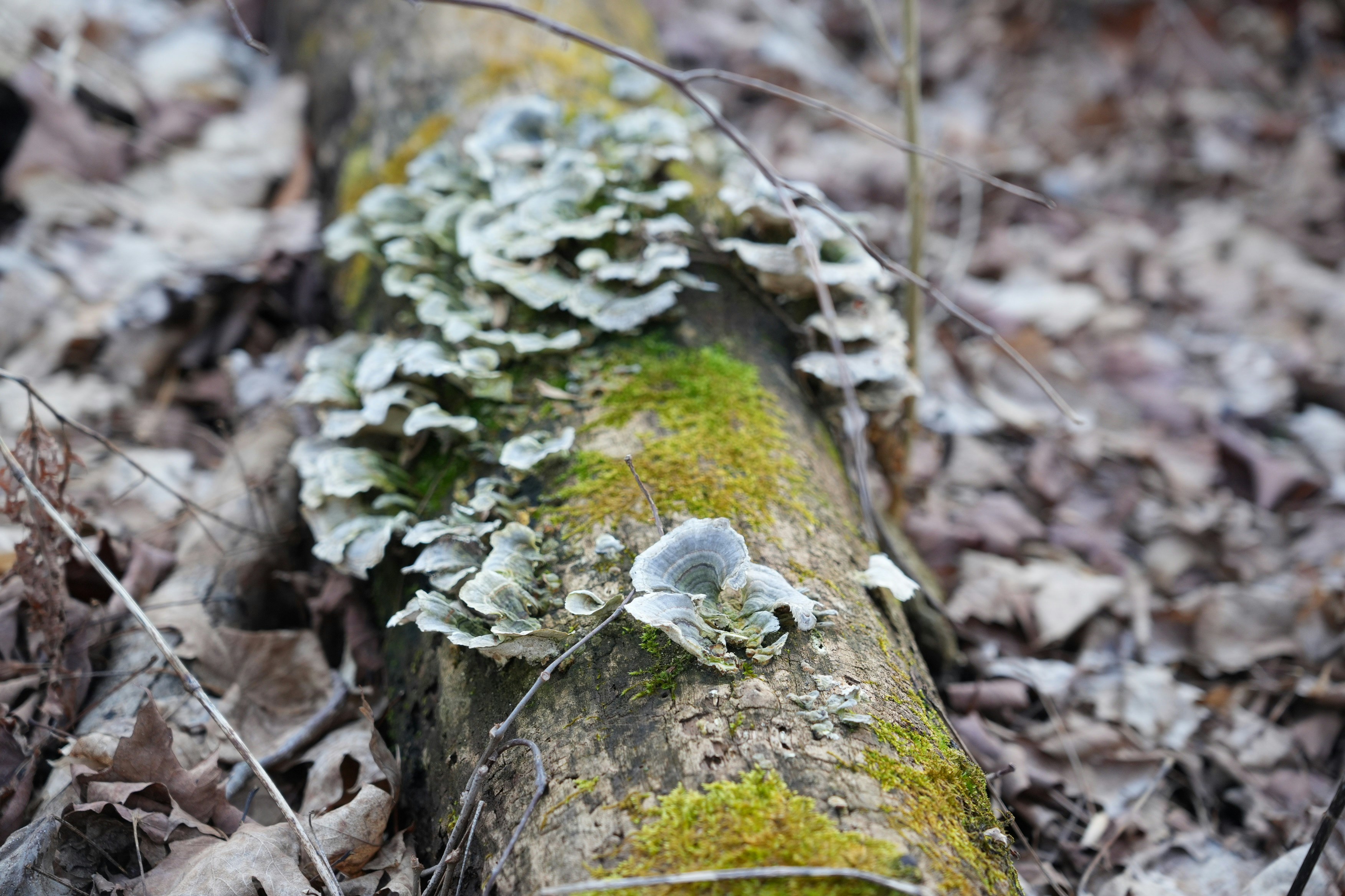 Moss-Covered Log with Fungi: Quiet Forest Decay