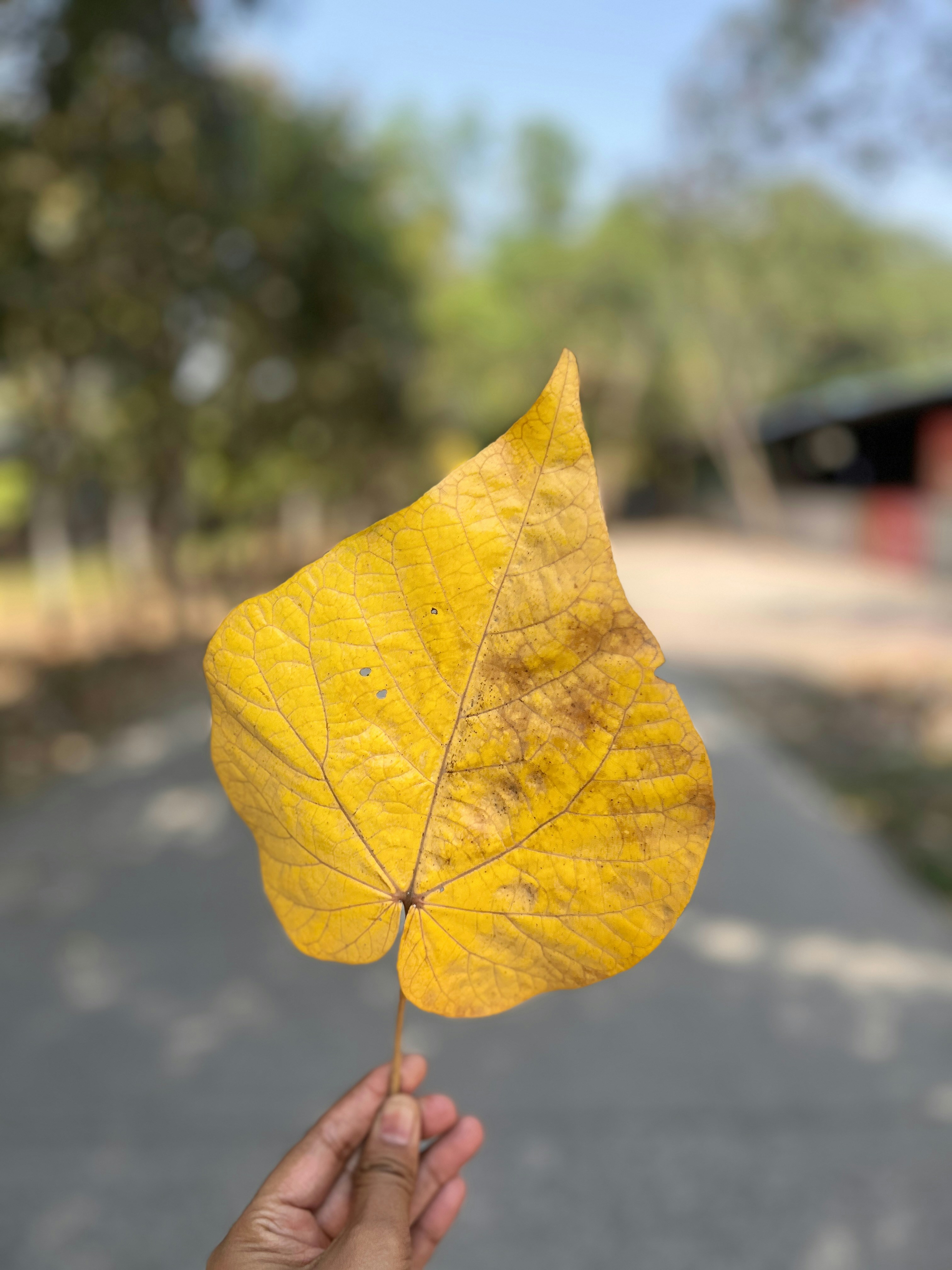 Yellow Leaf Centerfold in a Park Path