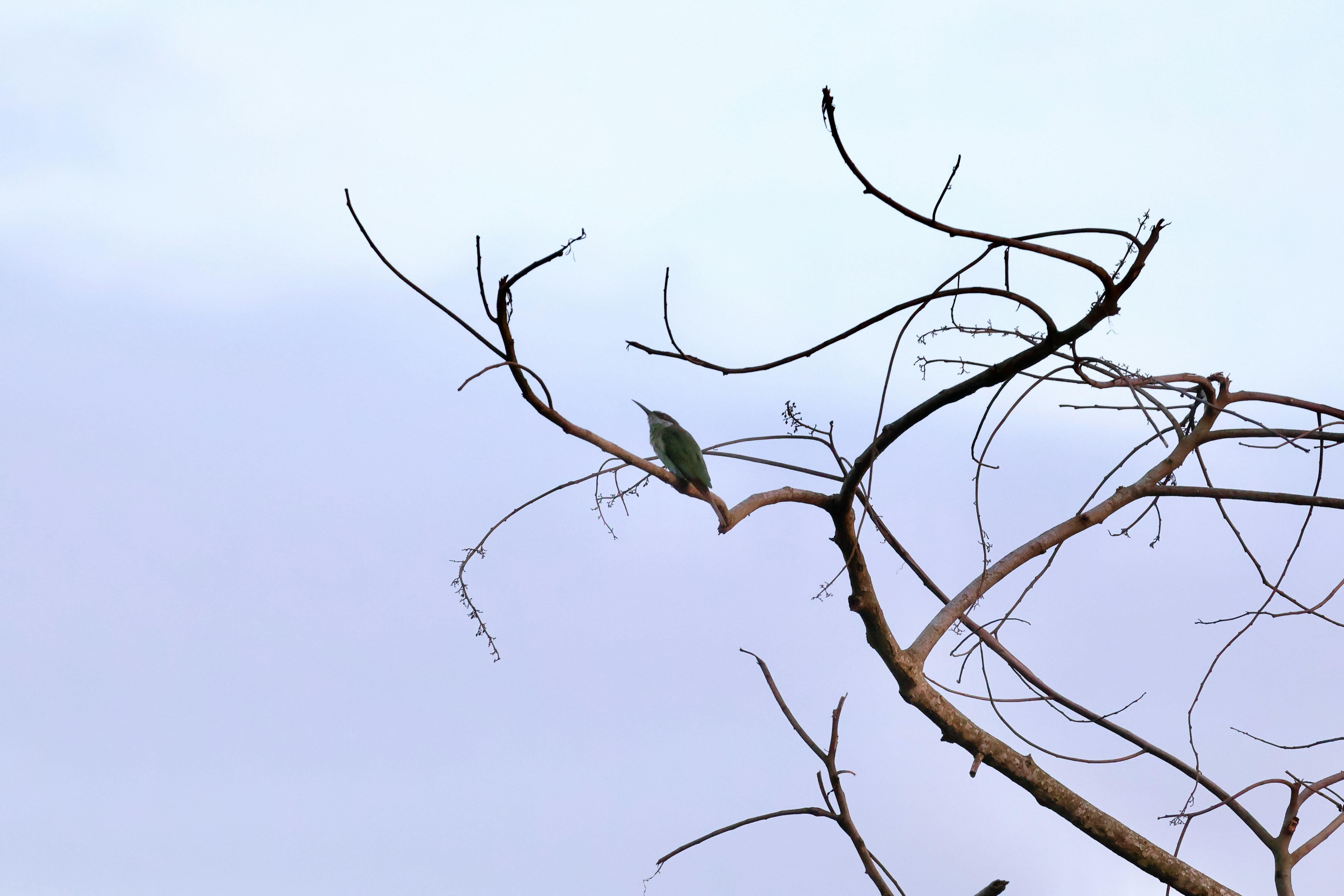 Lone Green Warbler Perches on Winding Branch Against Pale Sky