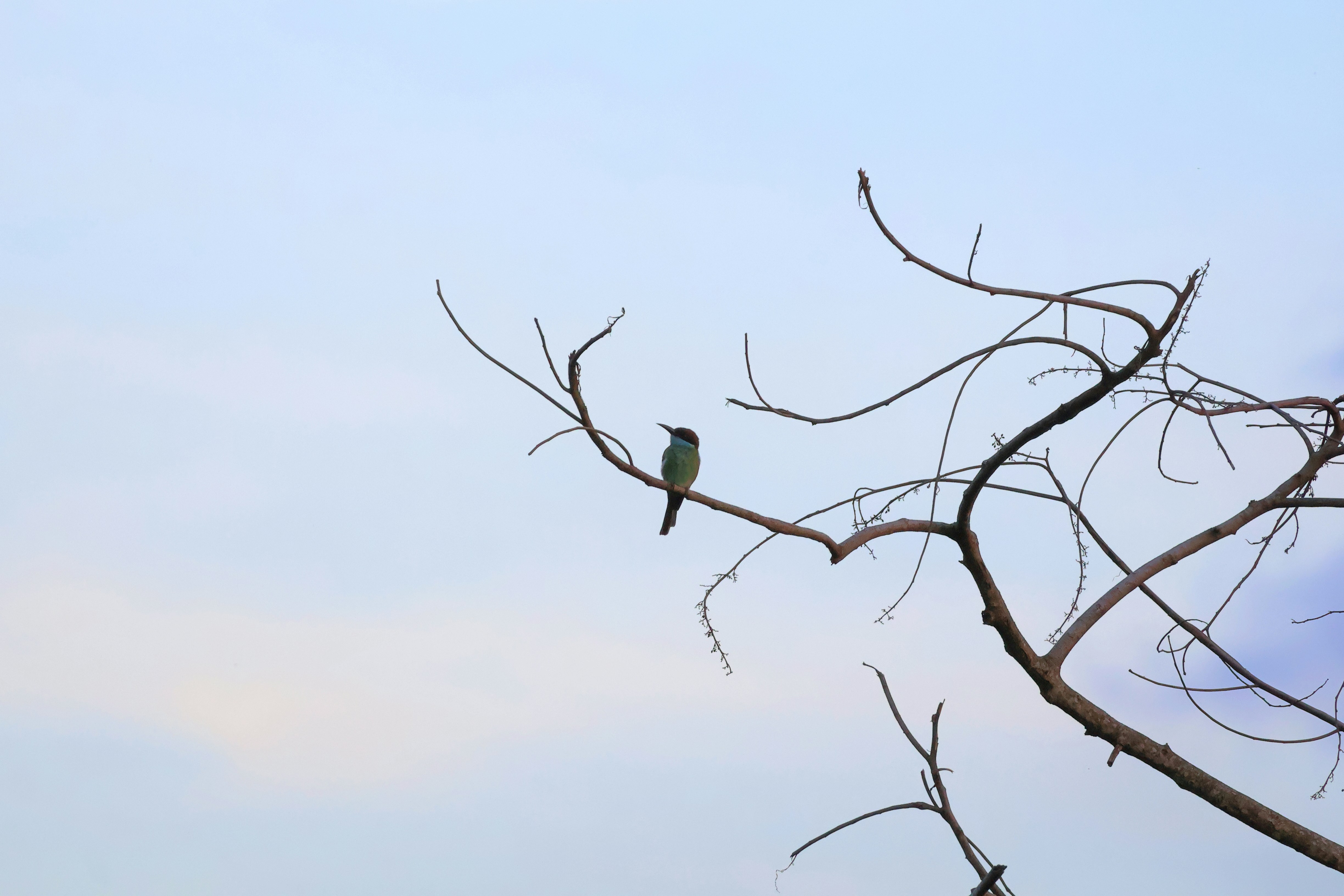 Perched Silhouette: A Tiny Bird on Quiet Branches Under Open Sky