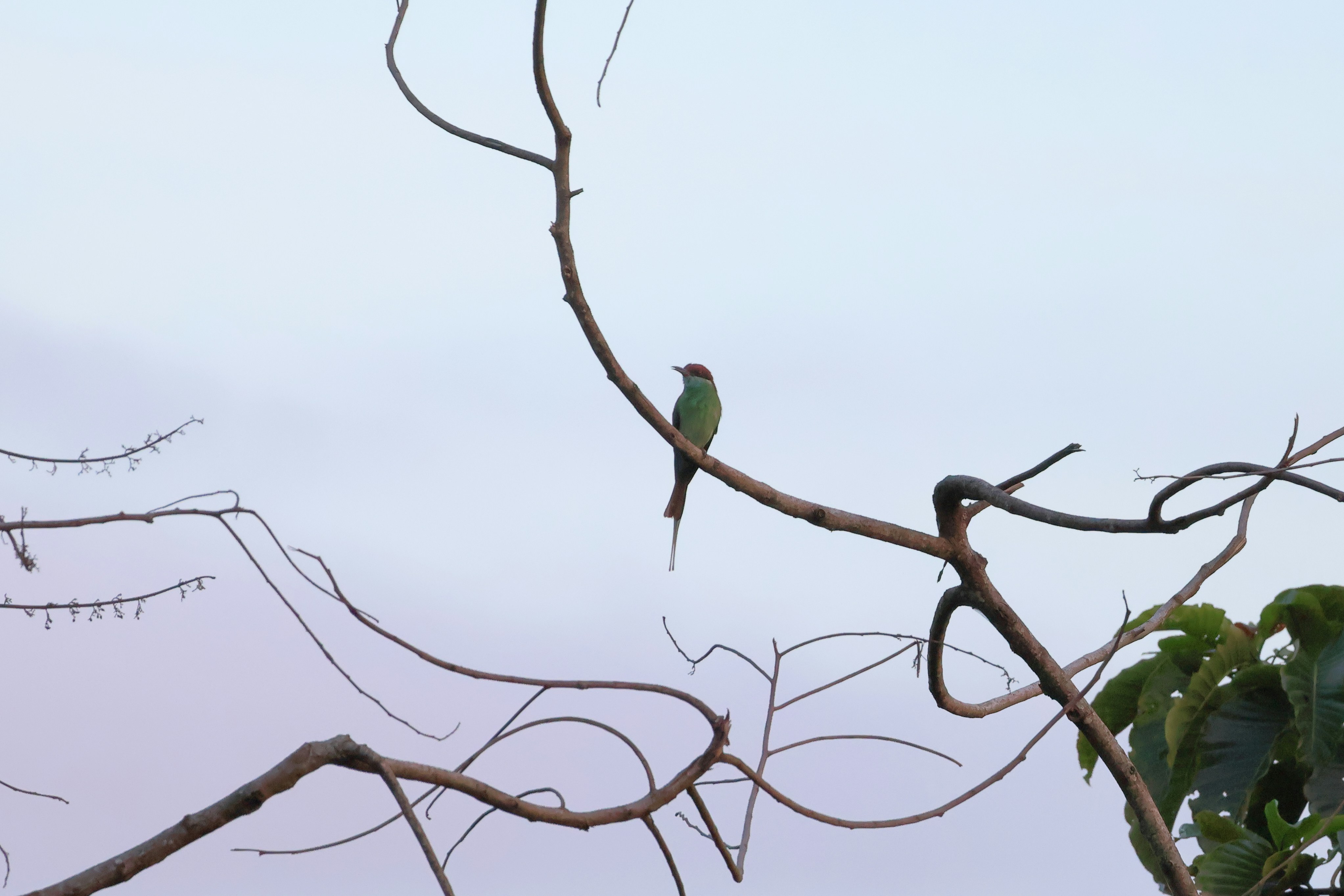 Nectar in a Quiet Orchard: A Green Kinglet on a Looping Branch