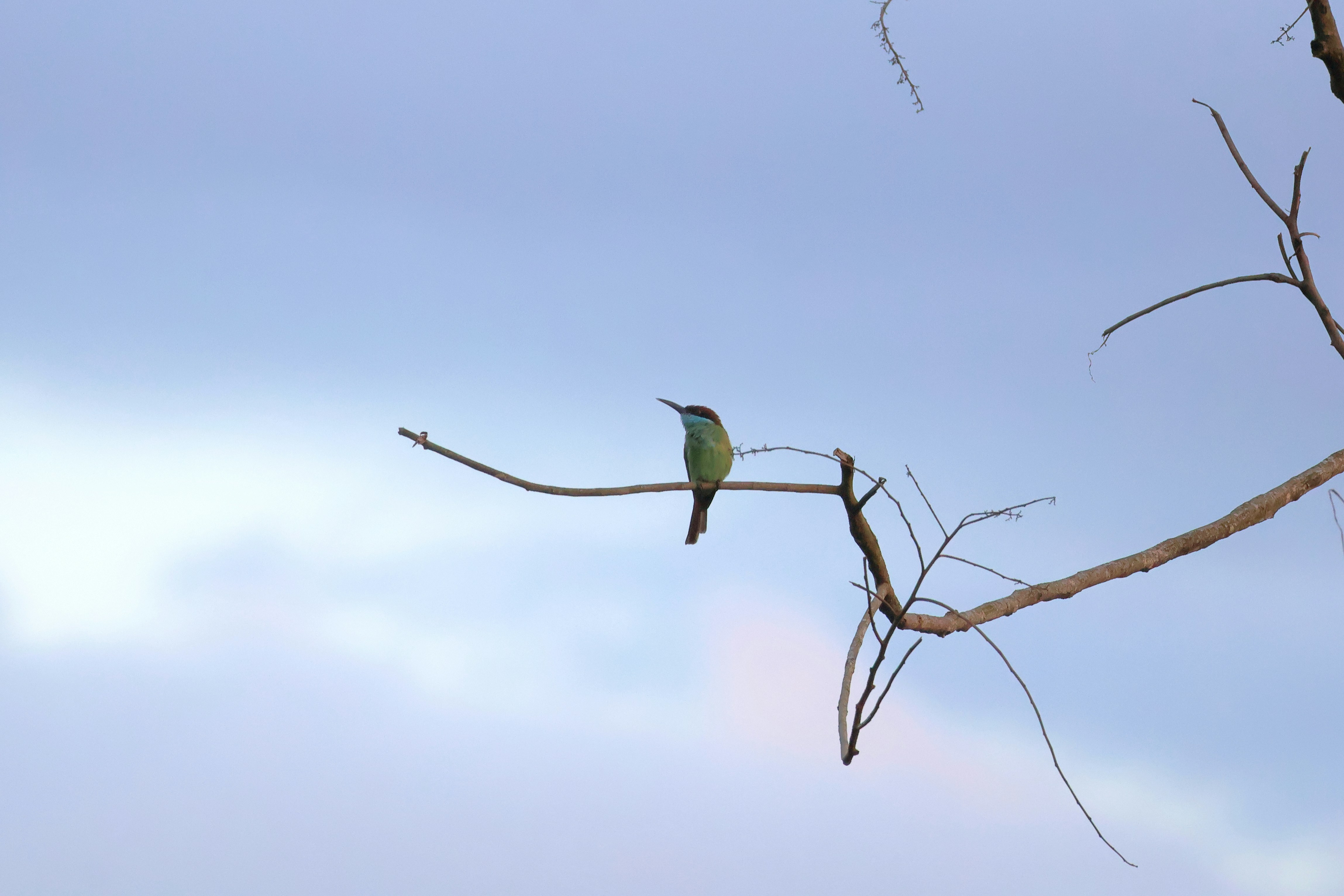 Tiny King on a Branch: A Green-Blue Kingfisher Waits in Open Sky