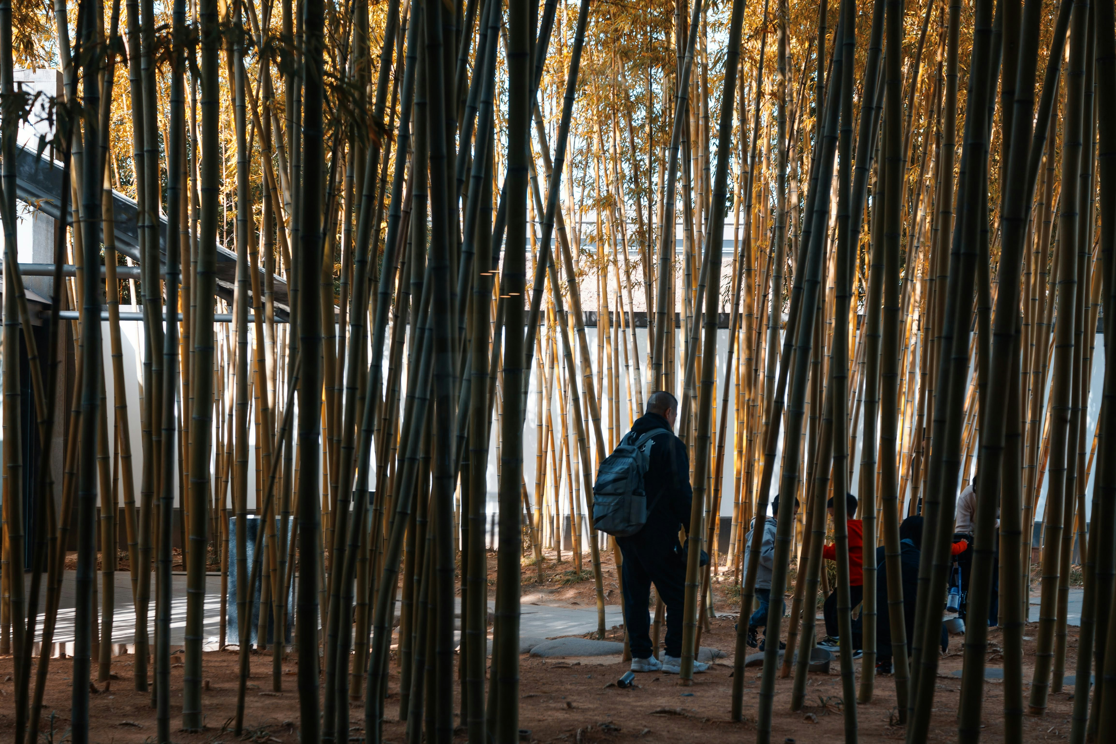 Traveler in a Bamboo Corridor: A Quiet Outing Beneath Golden Afternoon