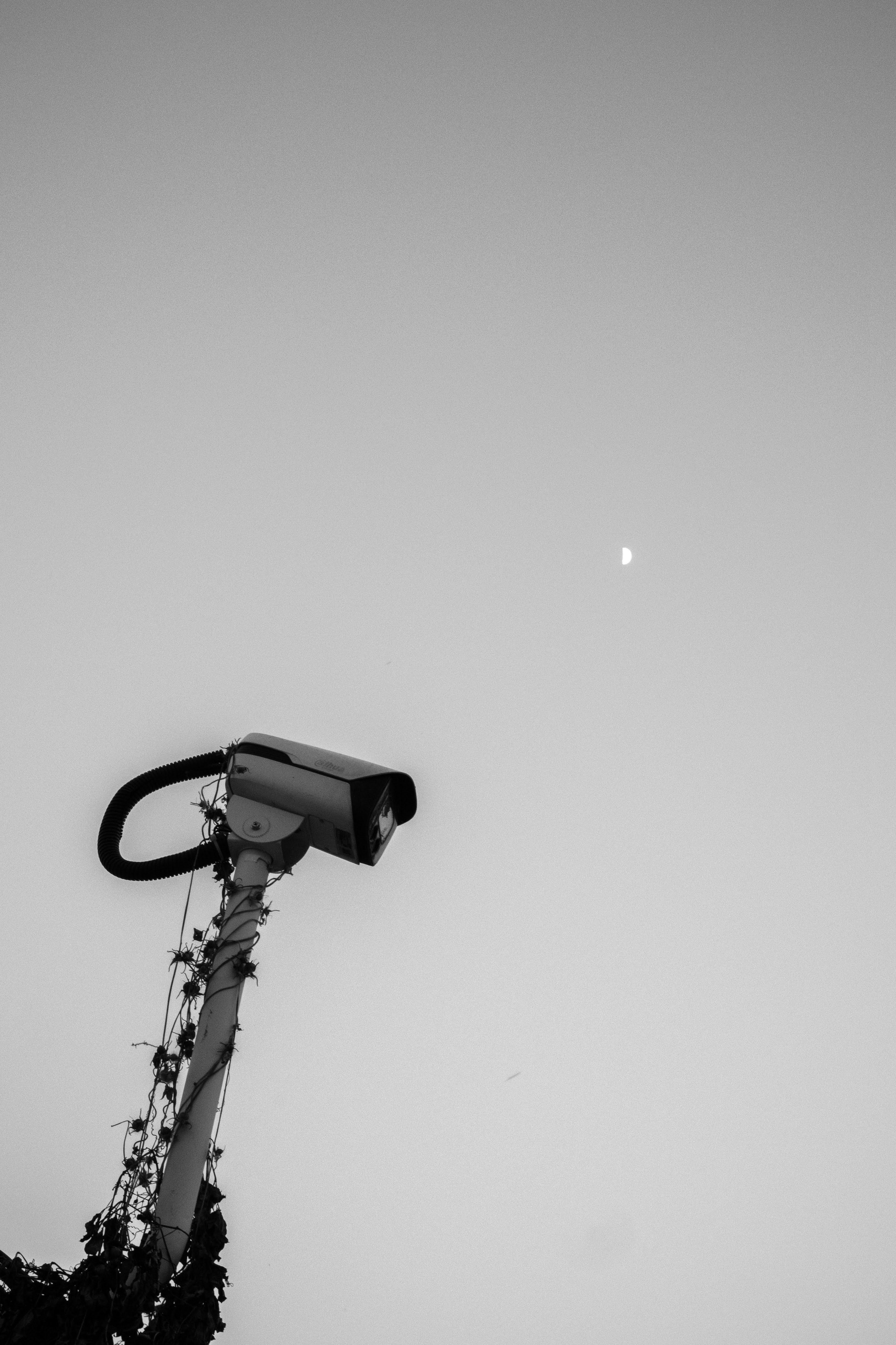 Skylight Sentinel: The Lamp Post Reaches for the Moon