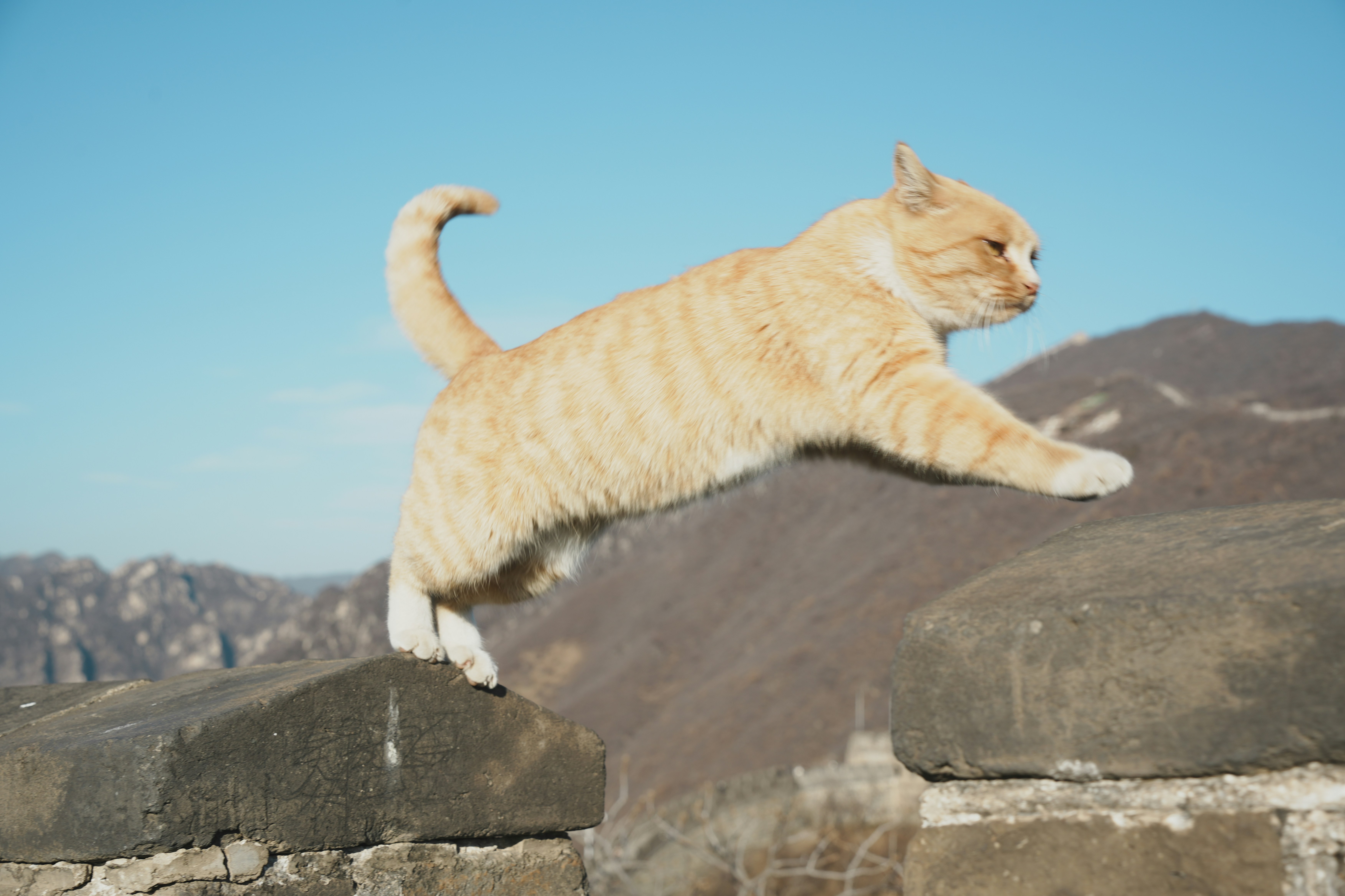 Leap of Granite: Ginger Cat in Mid‑Stride Across a Rocky Ridge