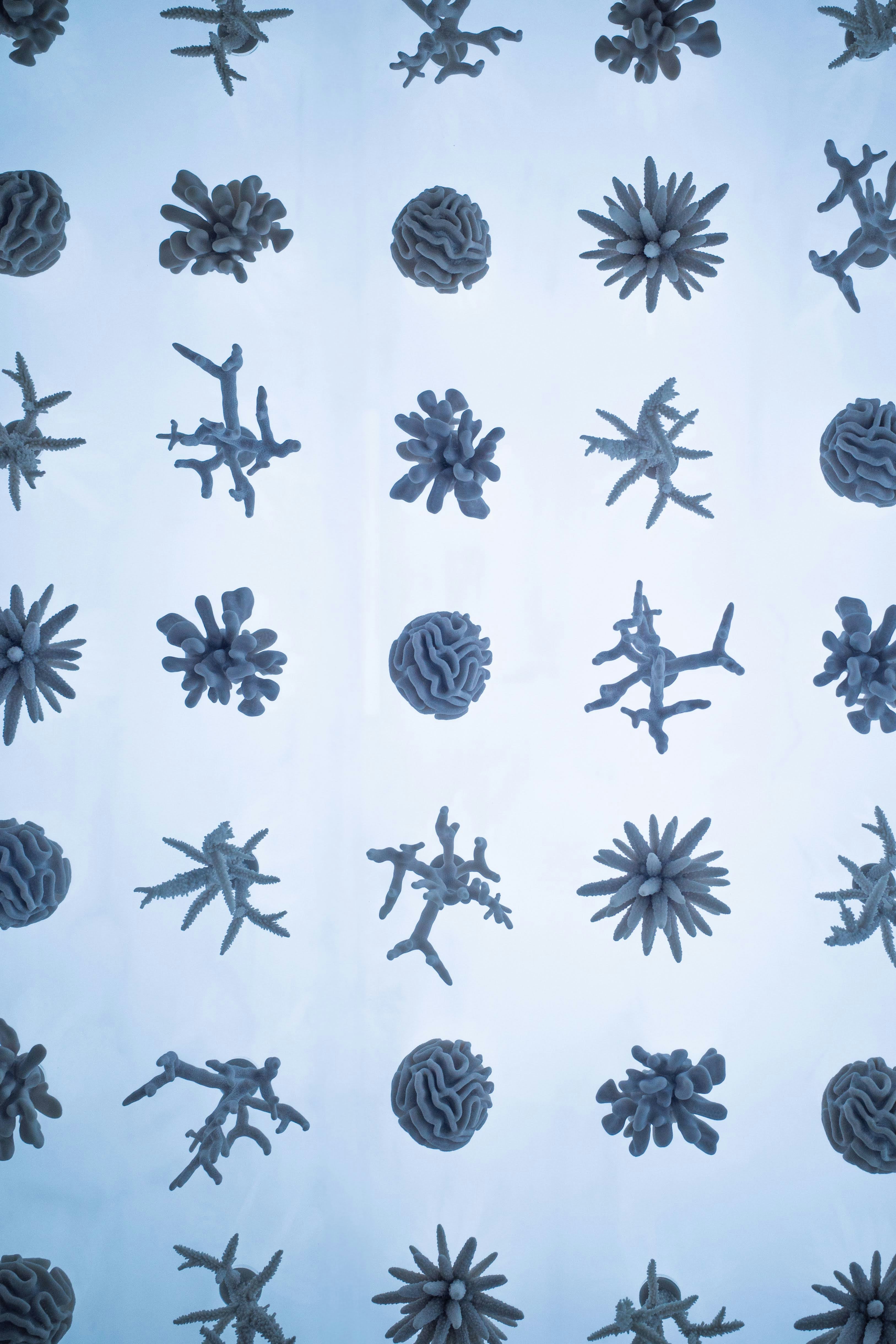 Floating blue florets: a patterned sea of sea-urchin blooms
