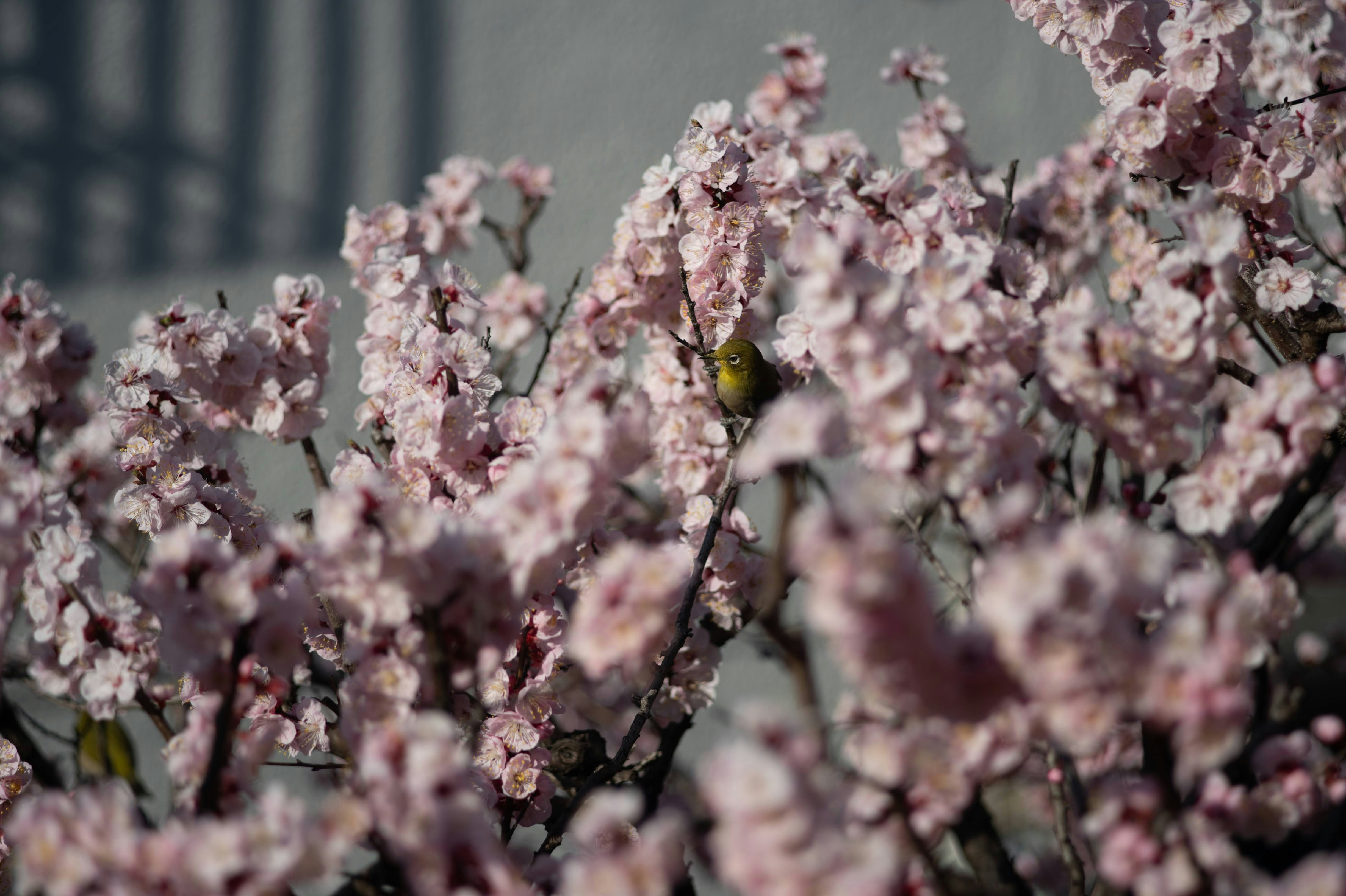 Hidden Vigil in the Blossoms