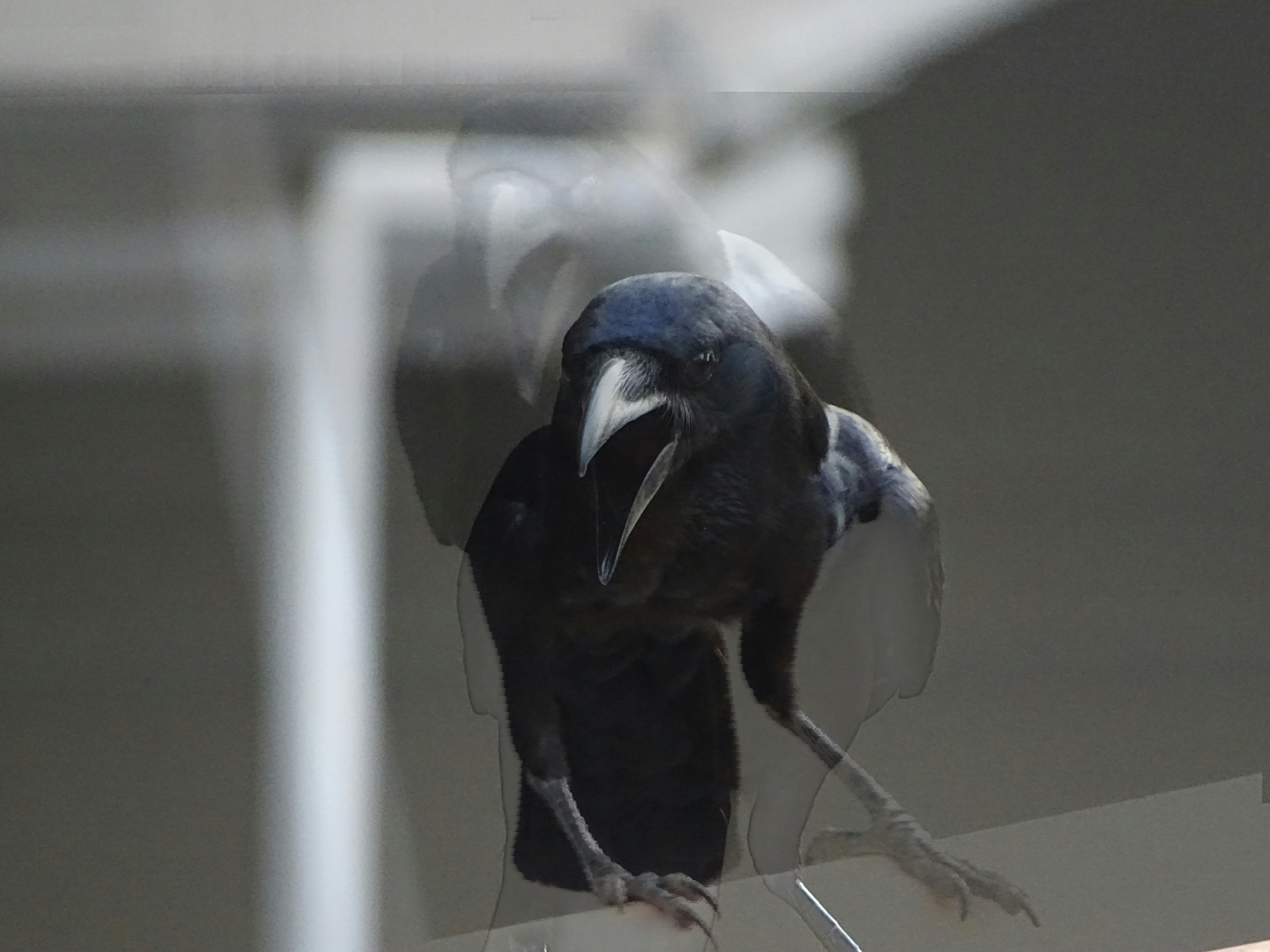 Mid-Cawned Call: A Crow Flat-Wolded in Motion