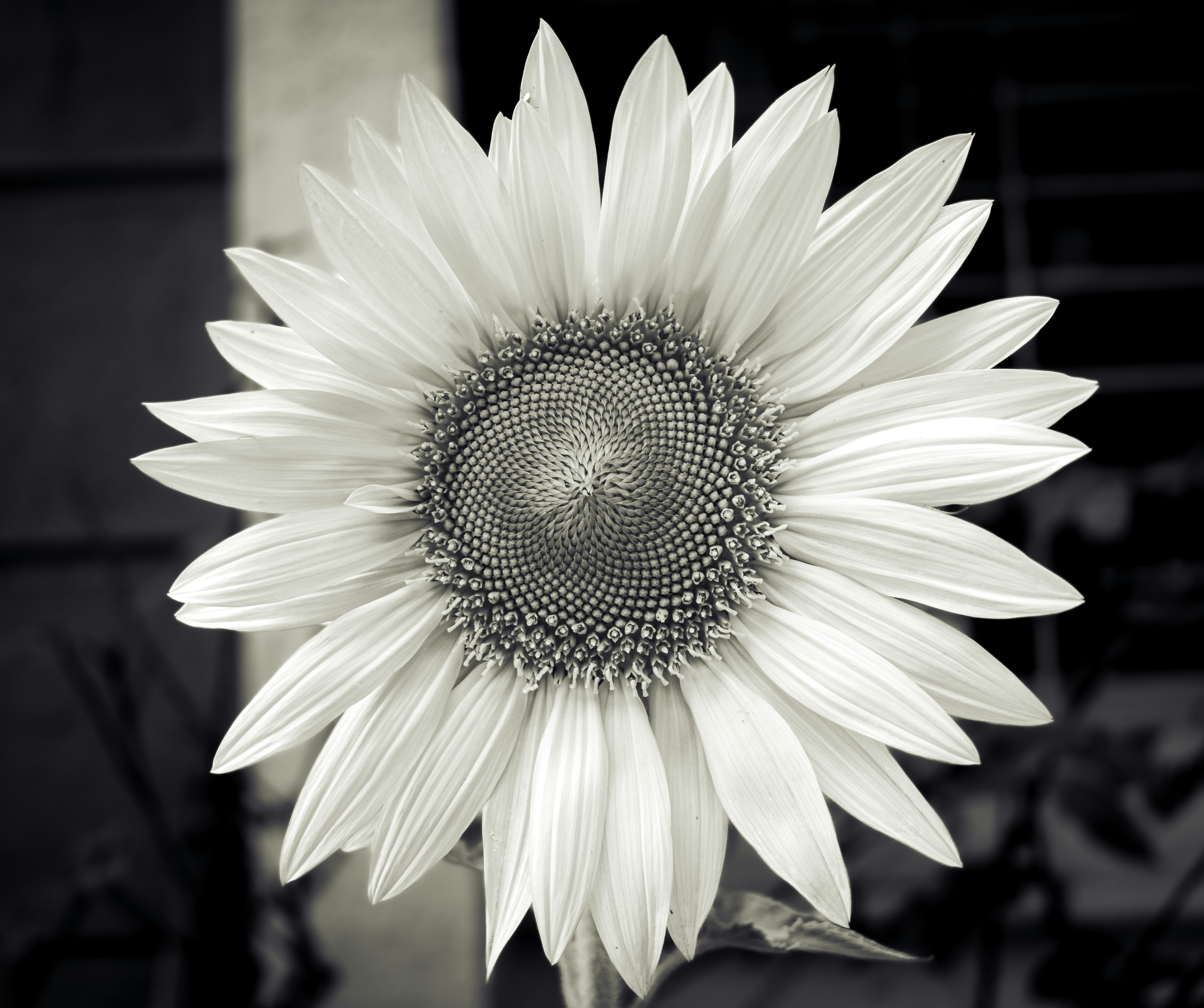 Monochrome Bloom: A Sunflower’s Central Eye in Soft Focus