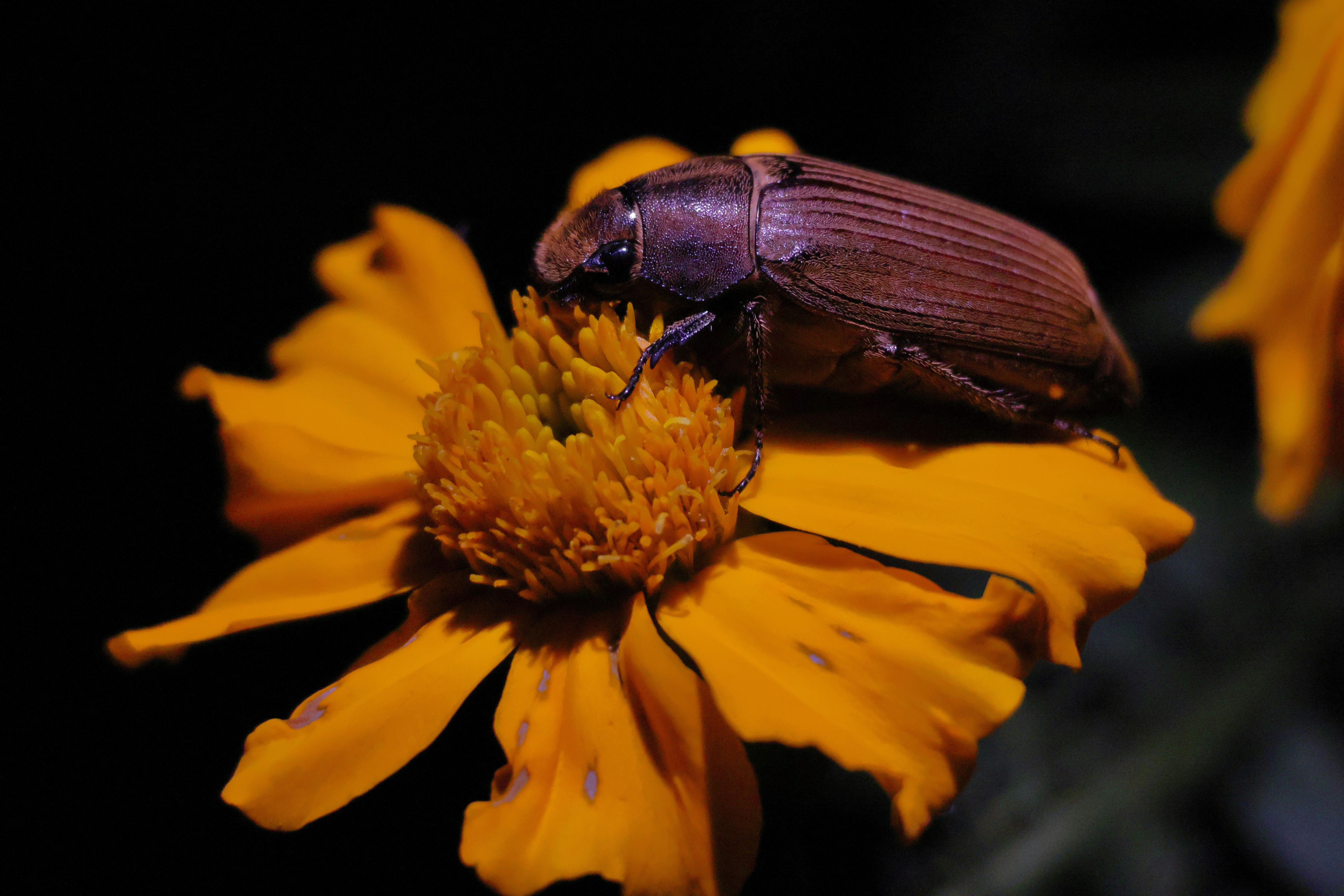 Sunlit Beetle on Golden Bloom: Close-up of a Metallic Scarab