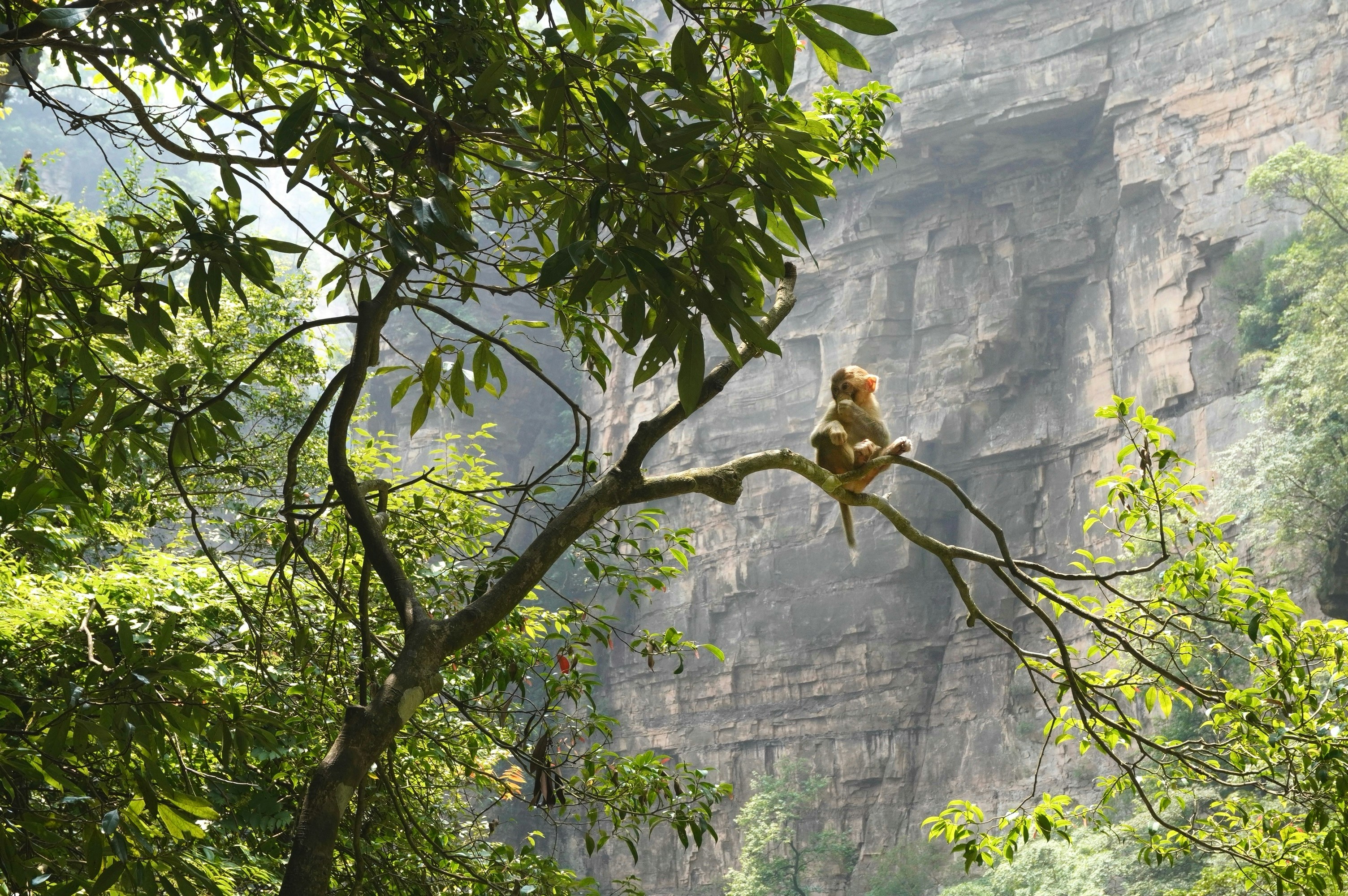 Monarch on a Branch: A Primate Pause Above the Canyon