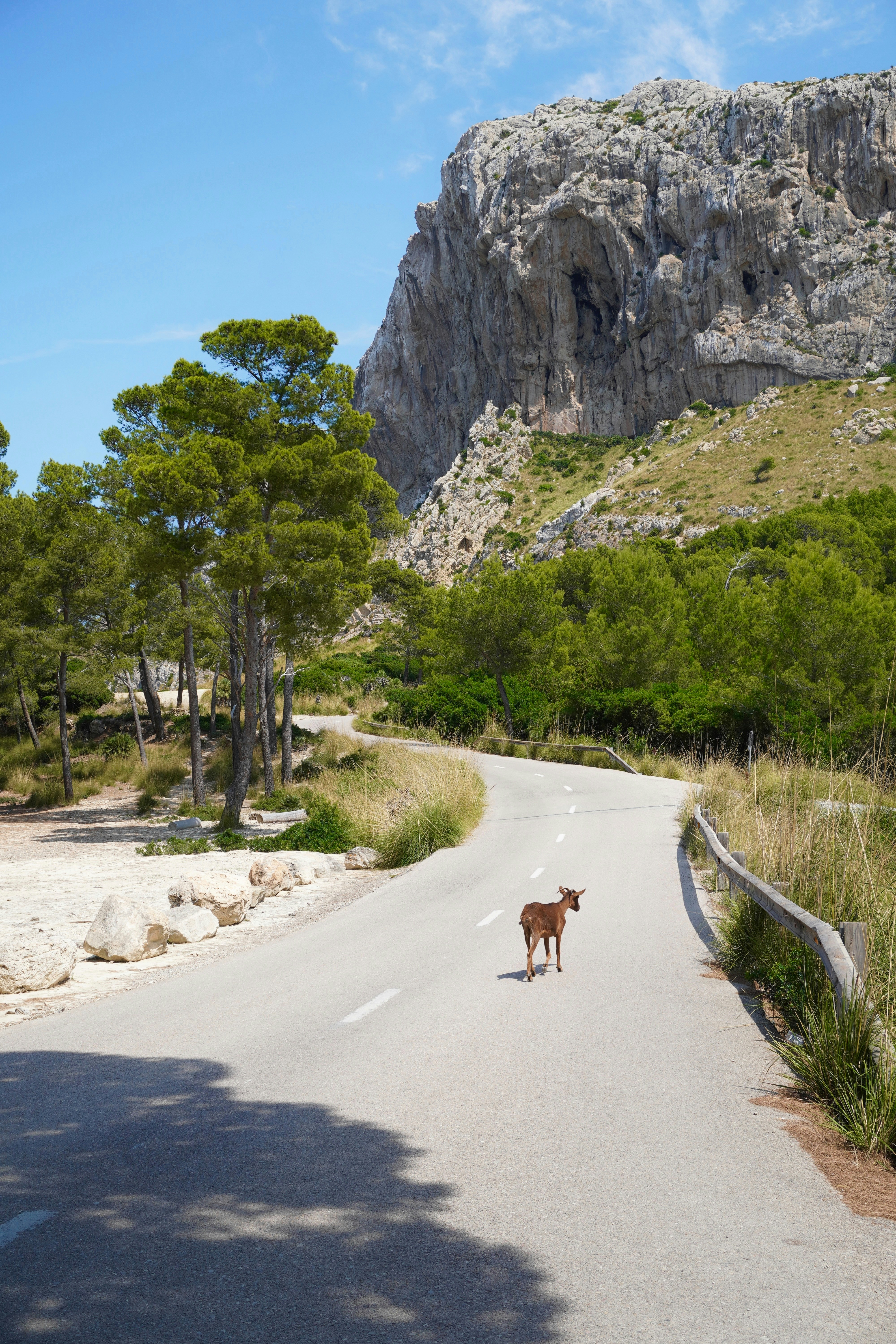 Cow on a winding mountain road beneath towering limestone cliffs