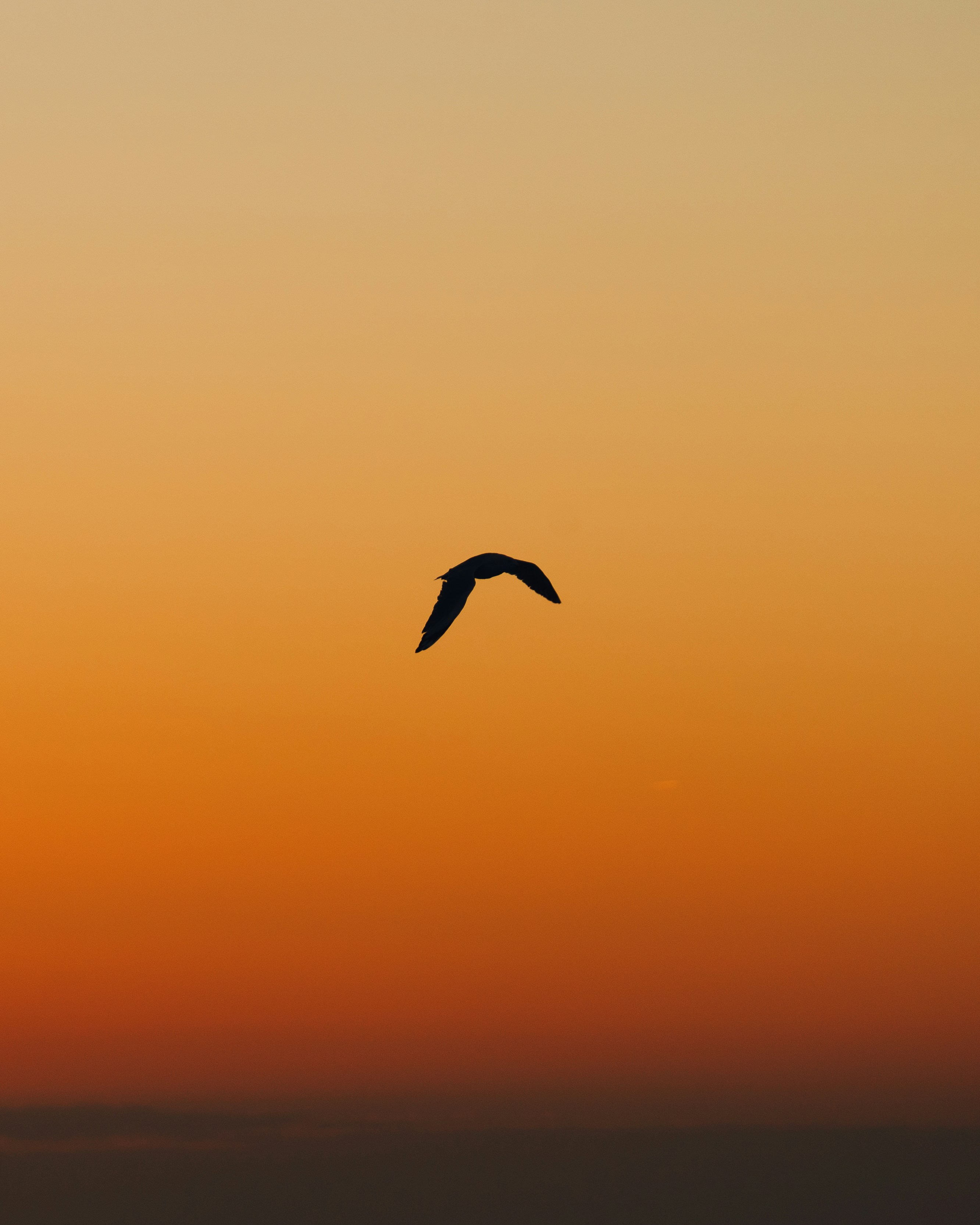 Silhouette in Transition: A Seabird Against a Golden Horizon