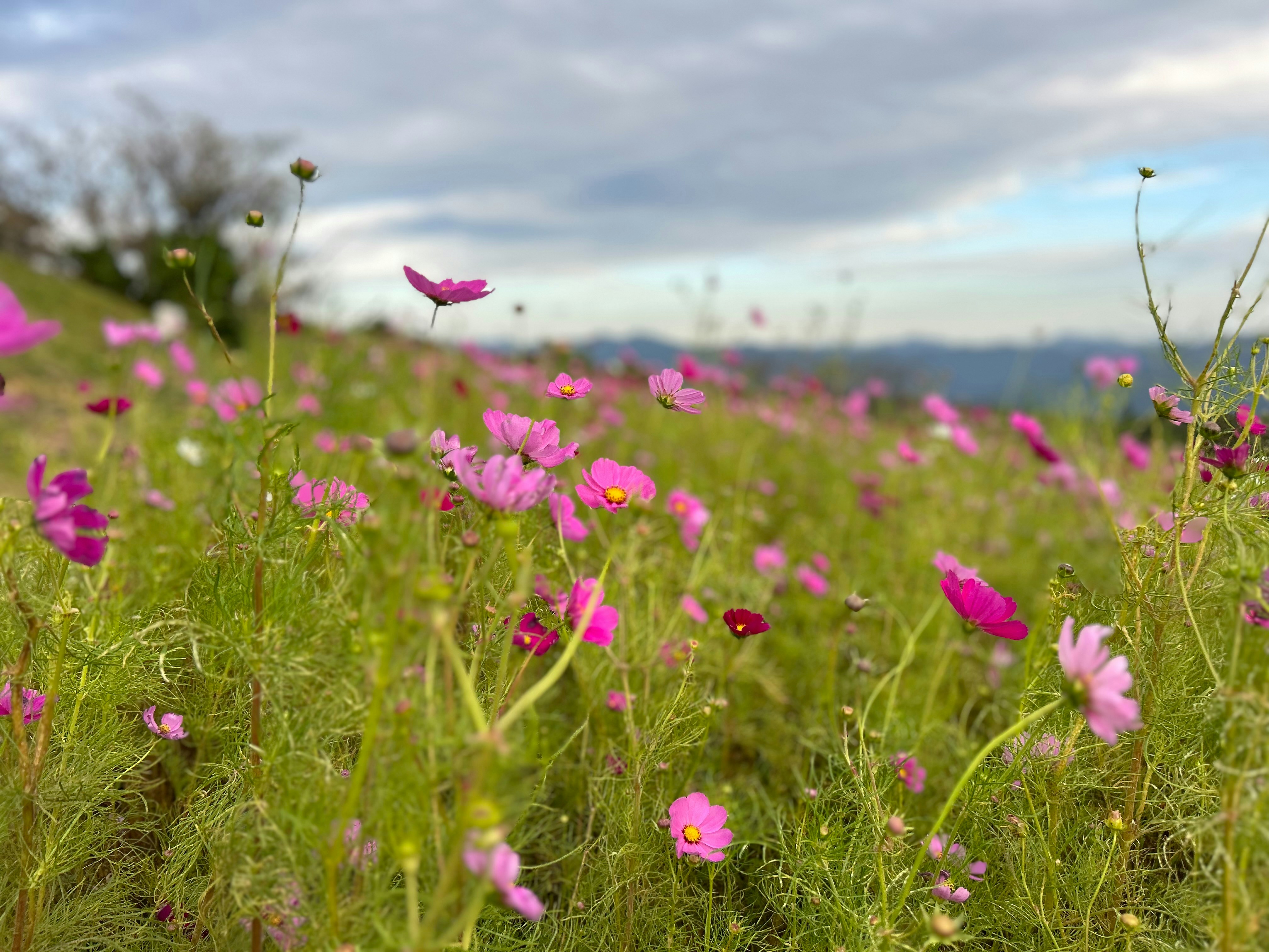 Pink Meadow in Soft Focus: A Field of Cosmos and Wildflowers