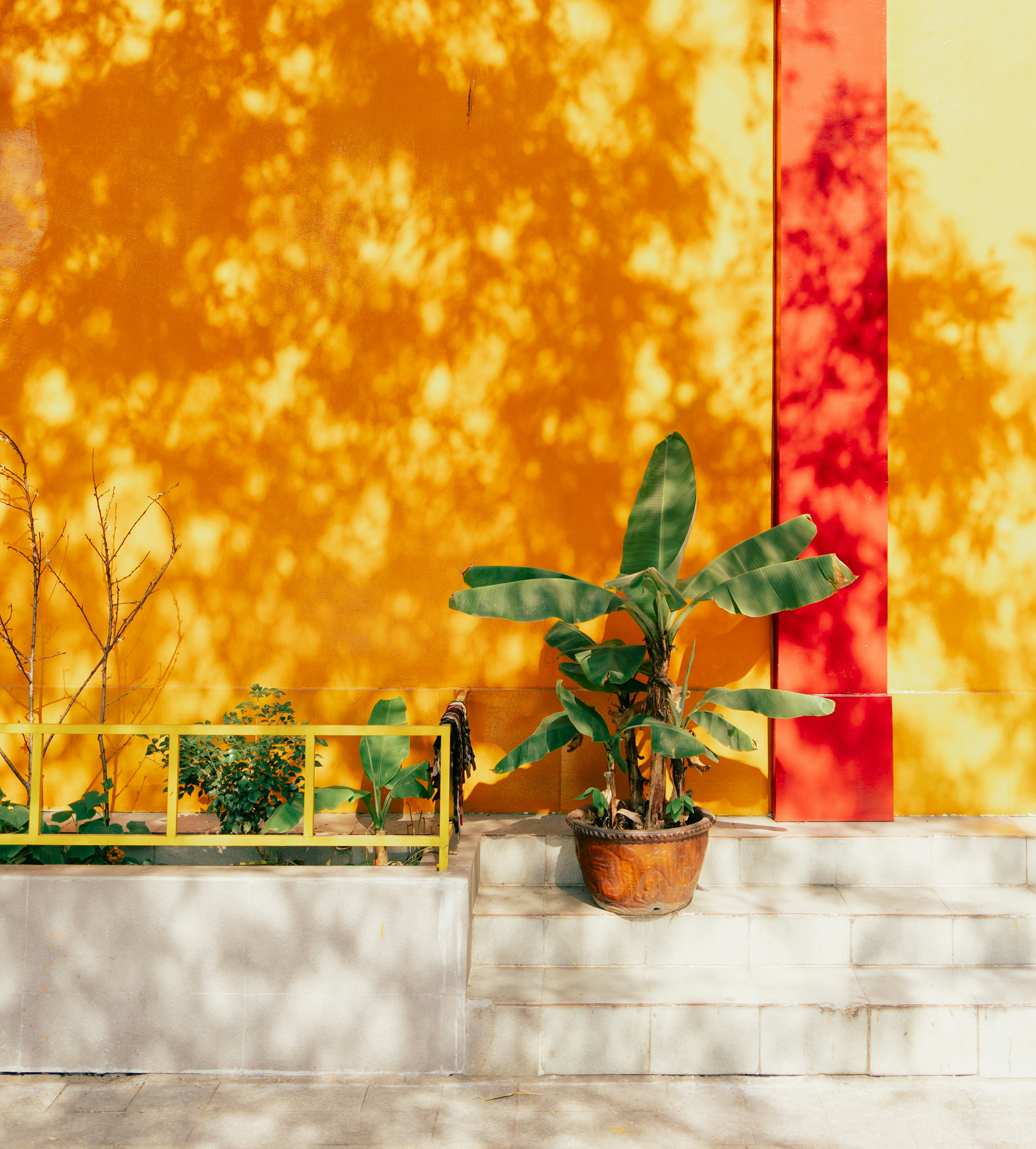 Sunlit Urban Green: Banana Plant in Front of a Bold Orange Wall