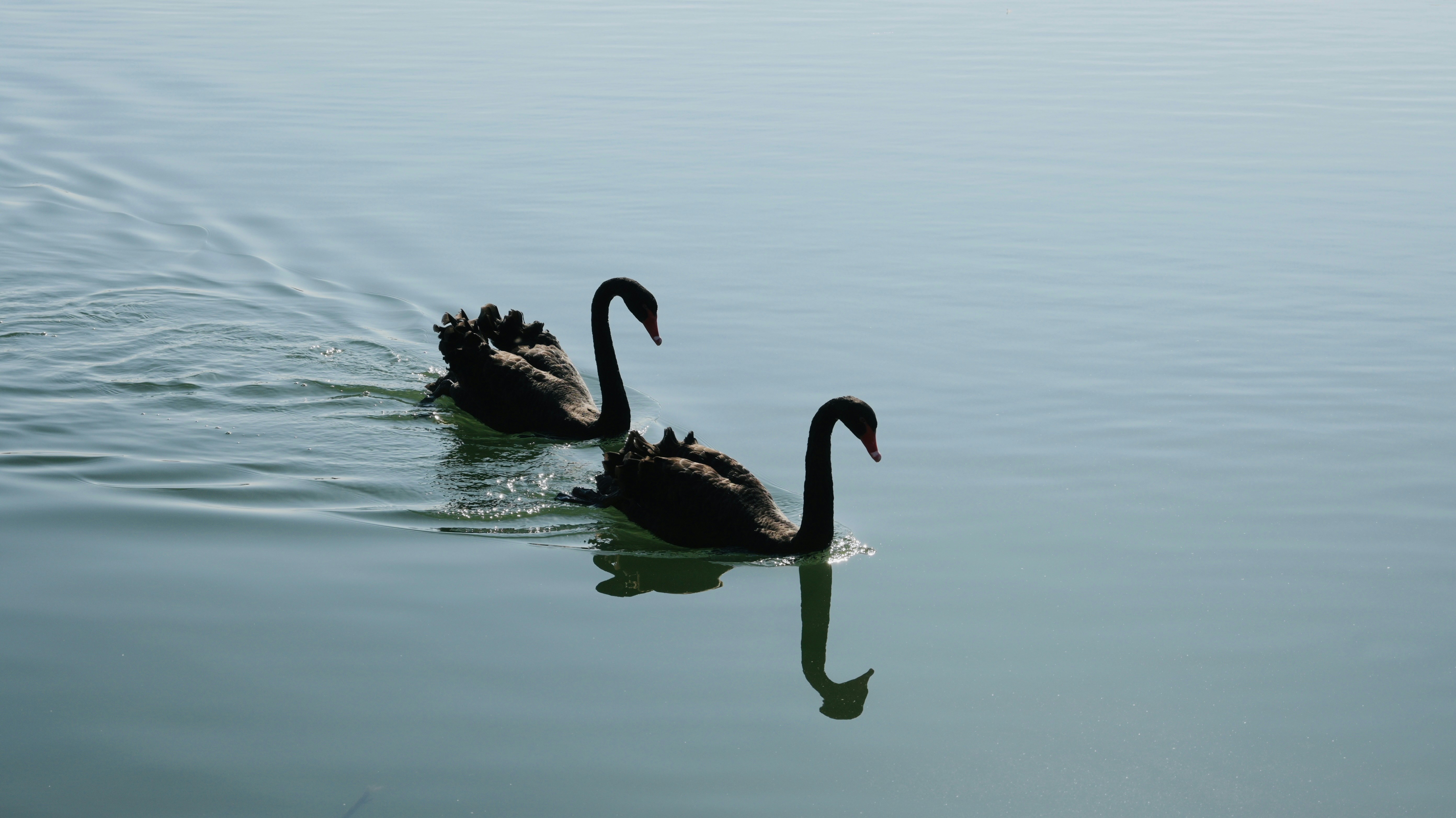 Twin Swans in a Tranquil Mirror
