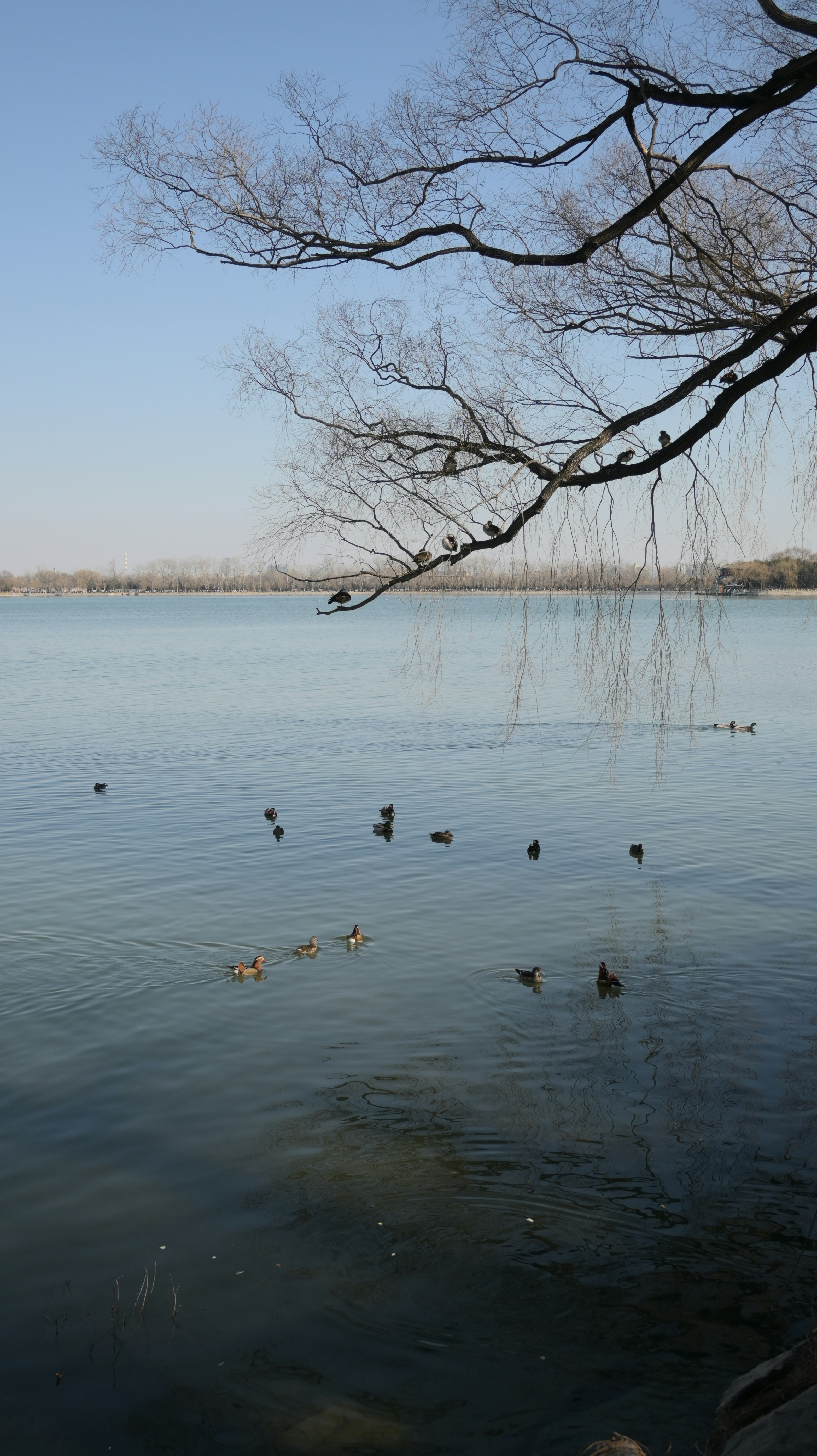 Branches over Blue Silence: Ducks at the Lake