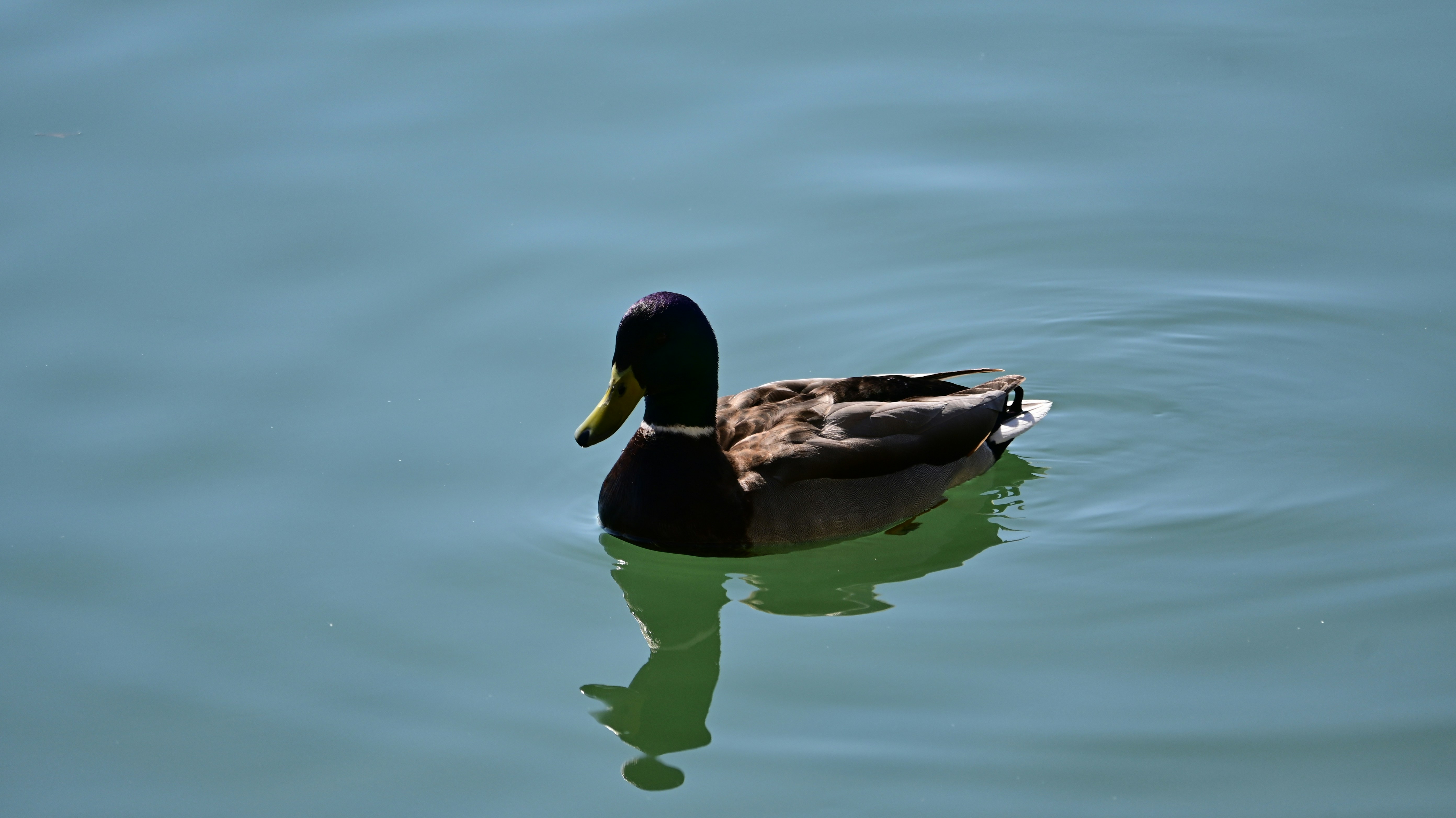 Sunlit Mallard Drift on Quiet Aqua
