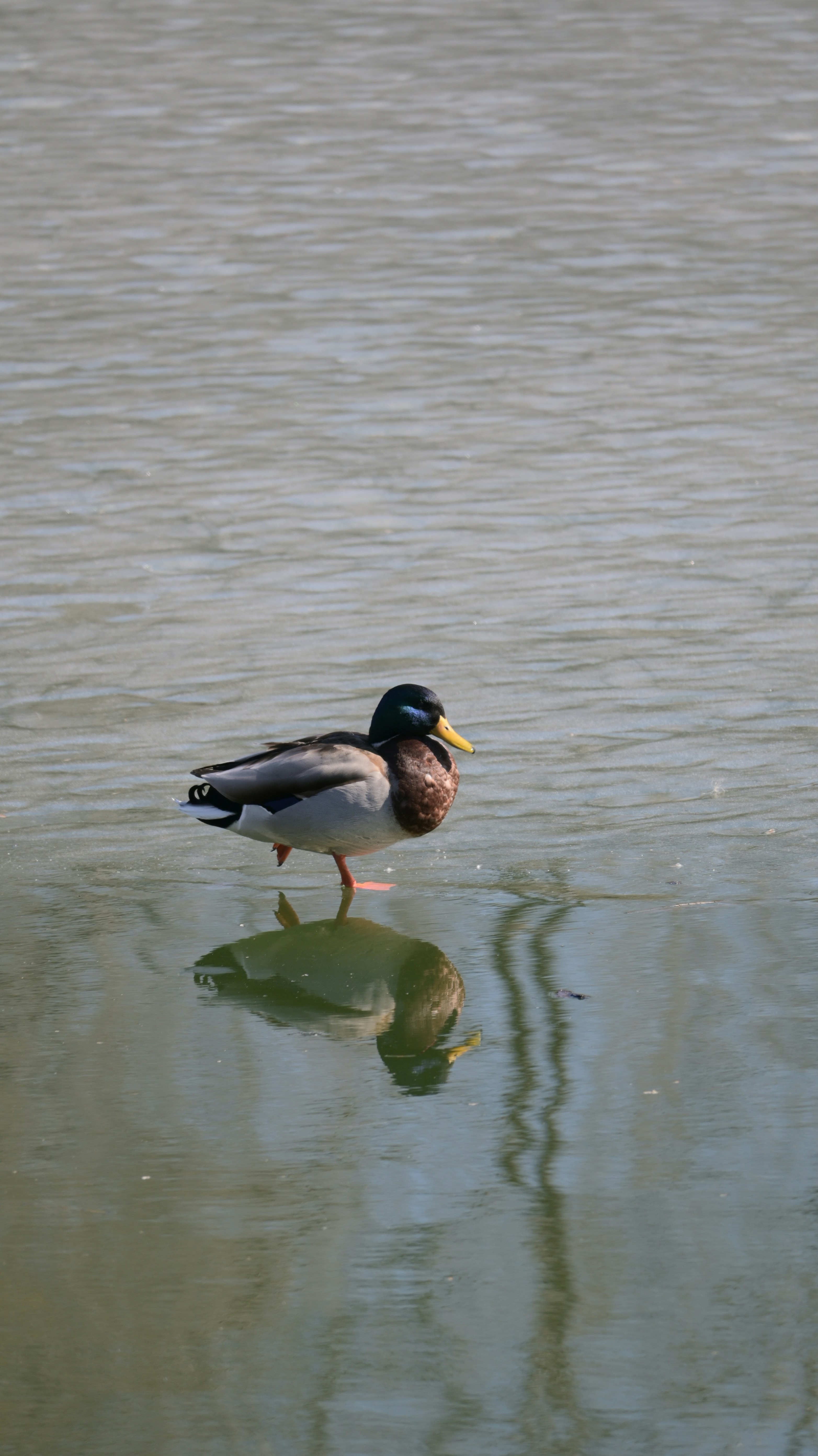 Single Mallard in Soft Backlit Rippled Water