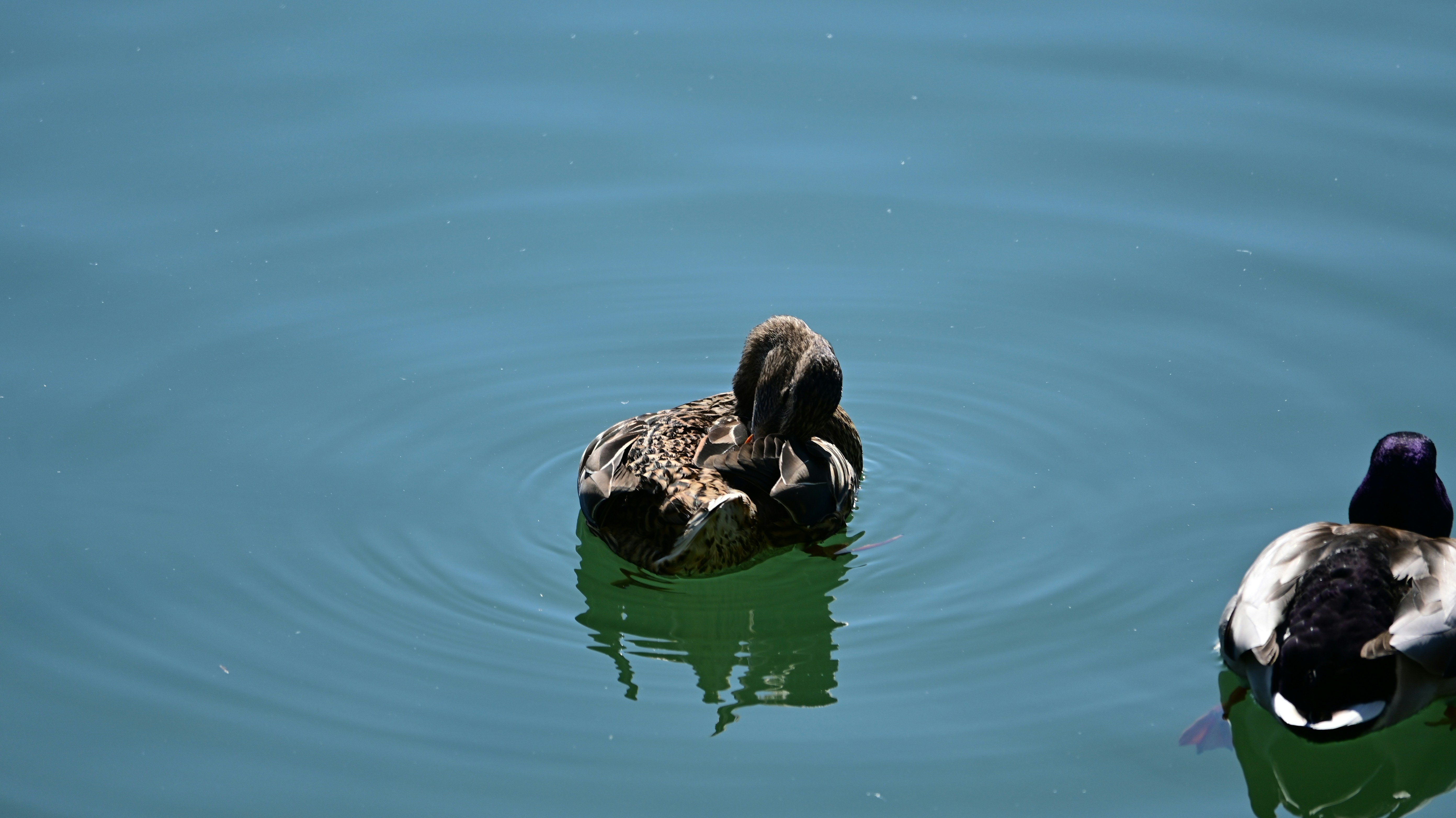 Single Duck’s Quiver of Ripples