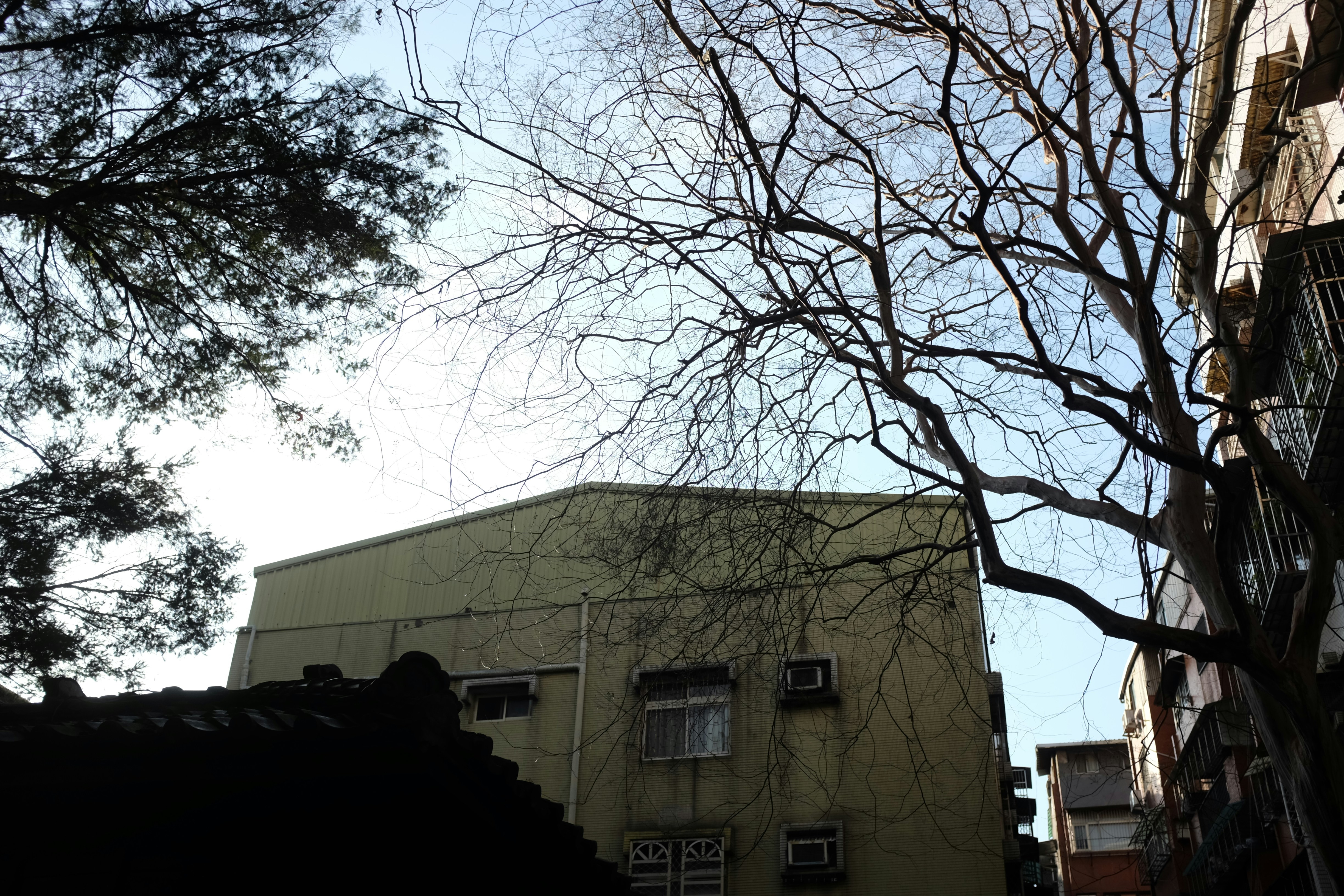Urban canopy: bare branches frame a sunlit building